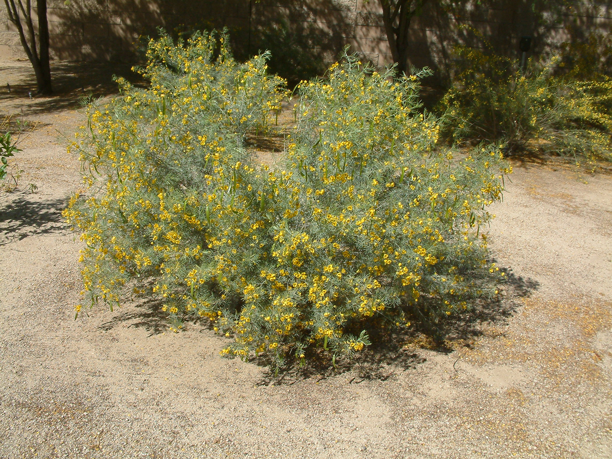 Senna artemisioides