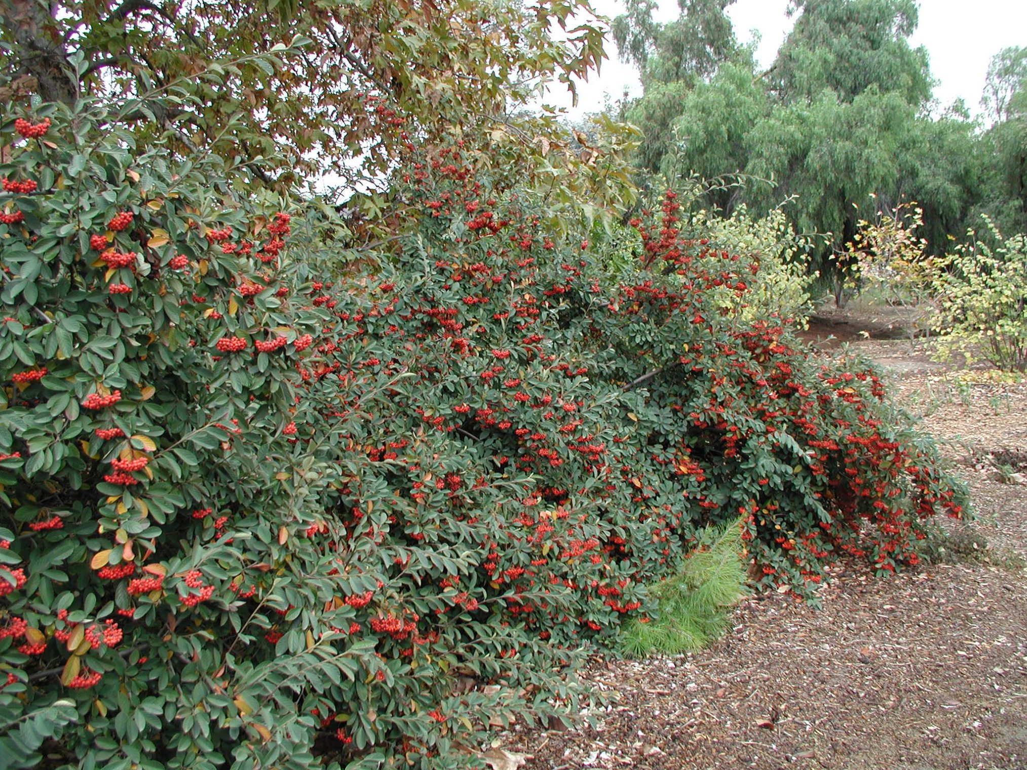 Cotoneaster lacteus parneyi