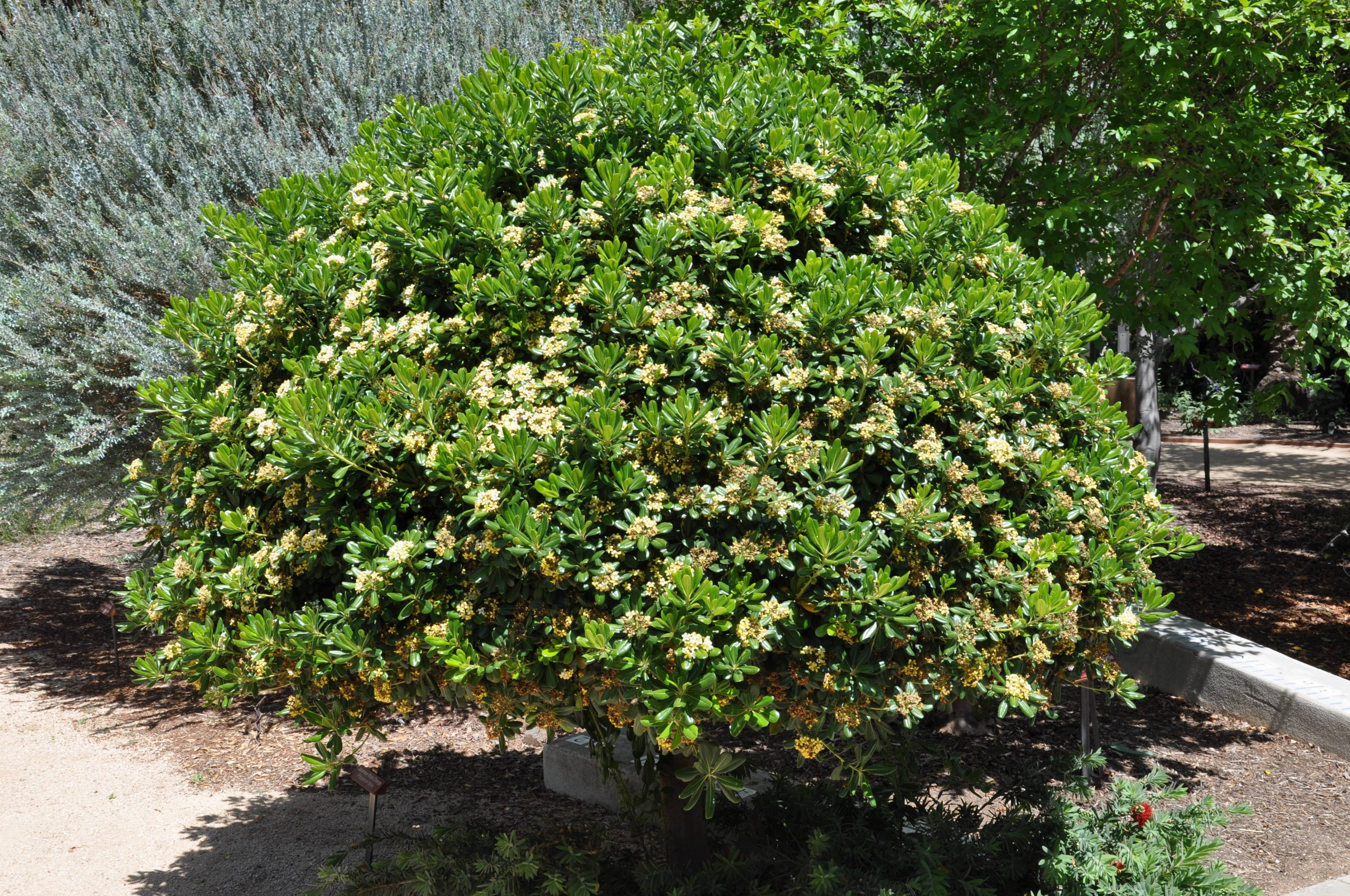 Japanese Pittosporum Pittosporum Tobira Your Plant