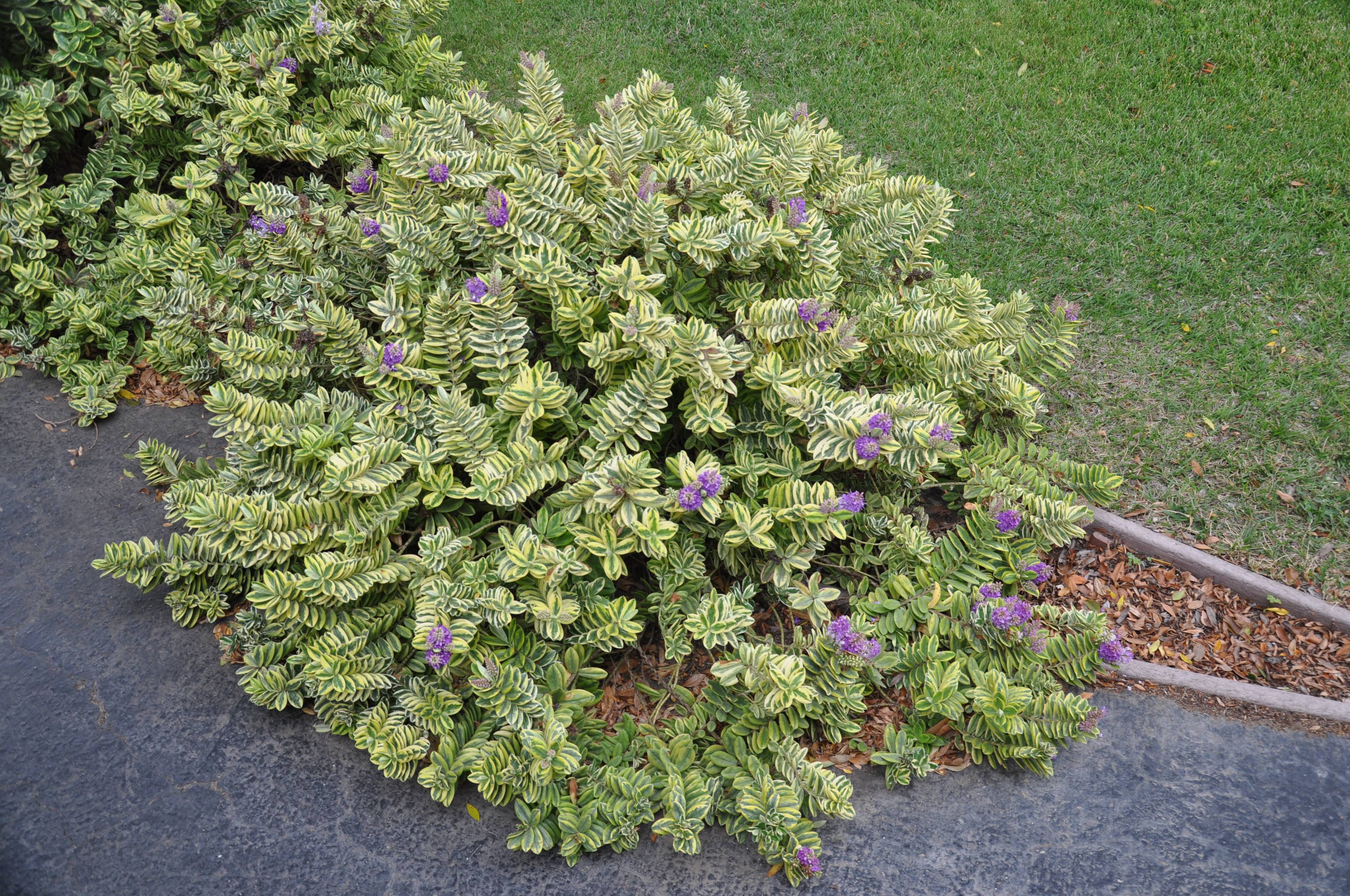 Hebe 'Variegated Purple'