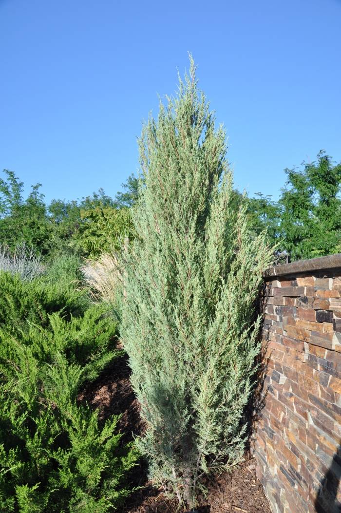 Juniperus scopulorum 'Skyrocket'