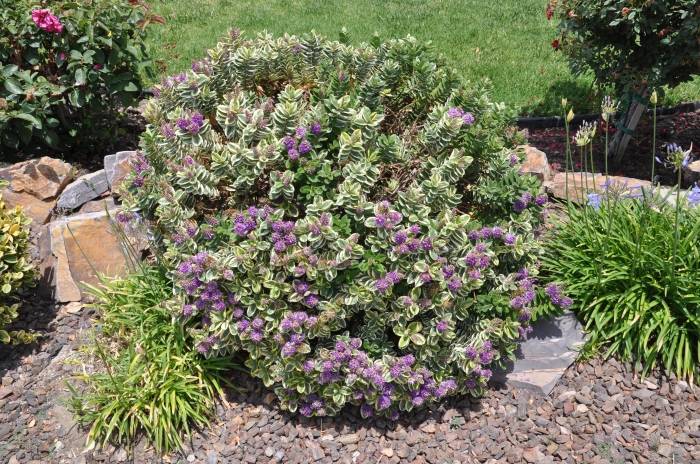 Hebe 'Variegated Purple'