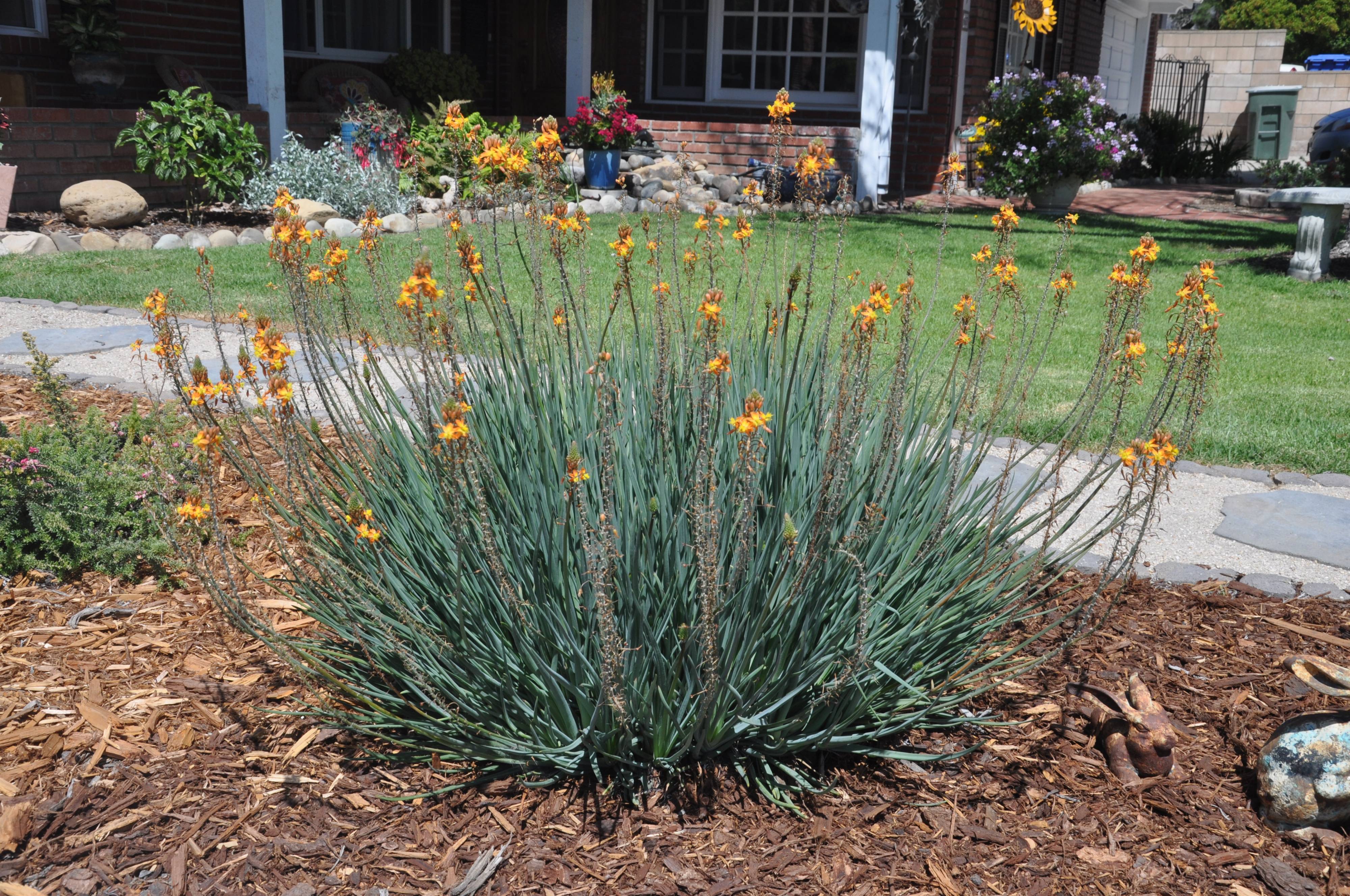 Bulbine South Florida Landscape Design