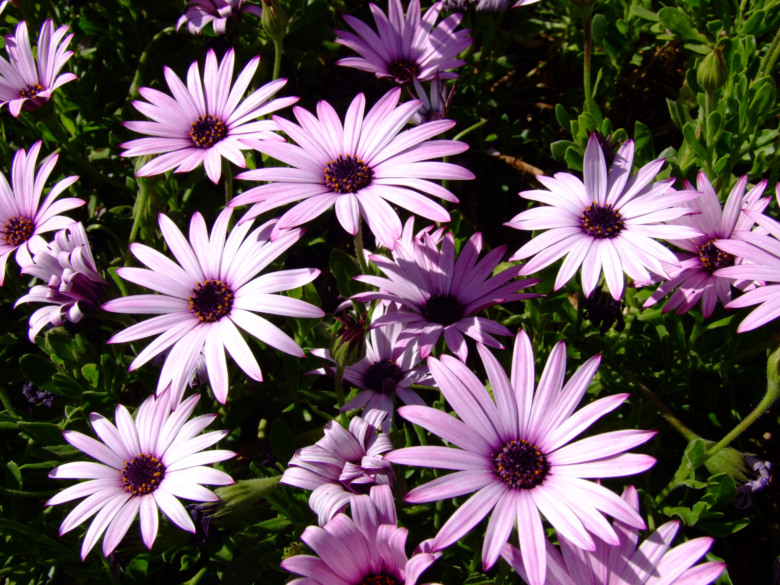Osteospermum fruticosum