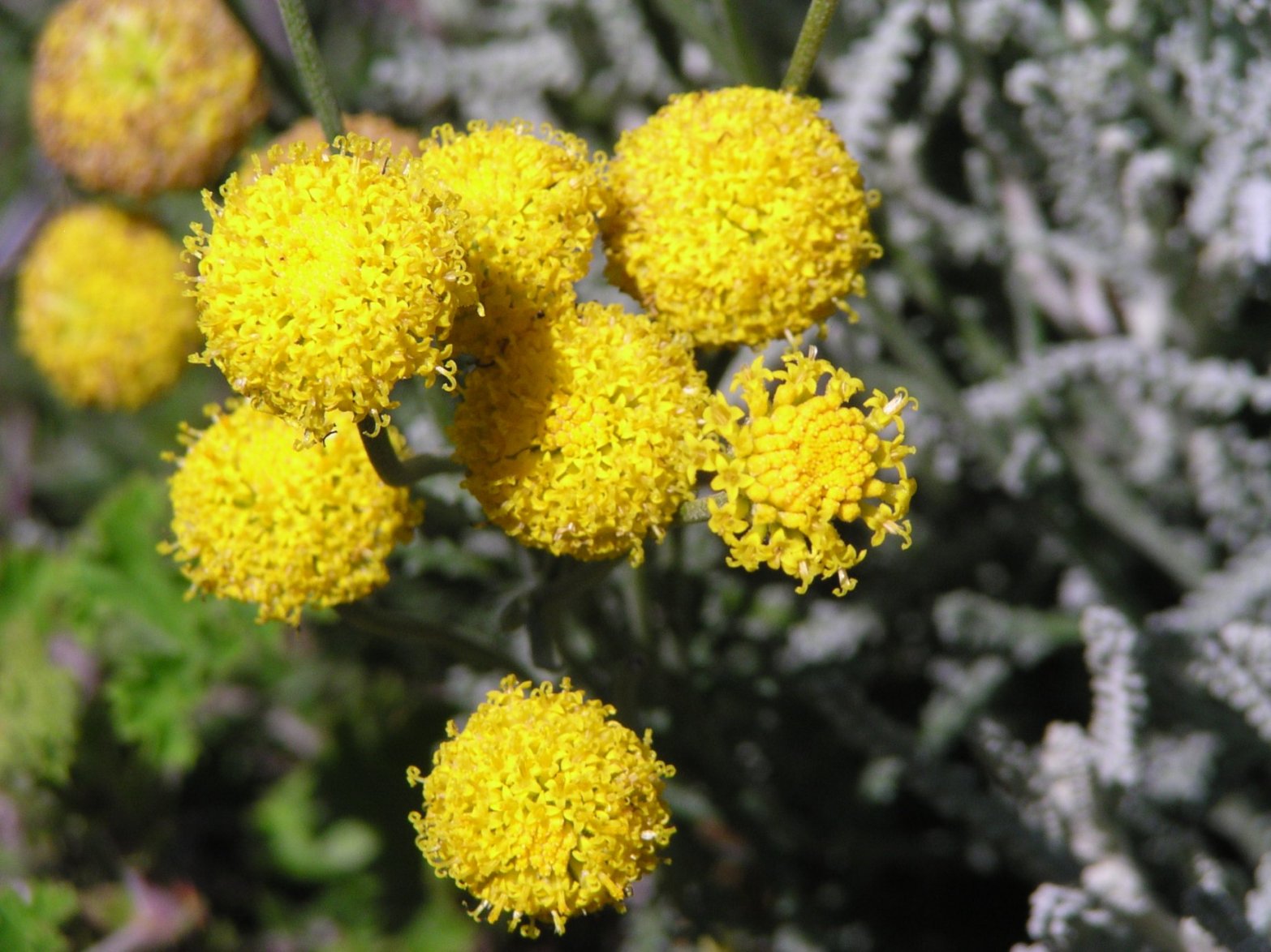 Santolina chamaecyparissus