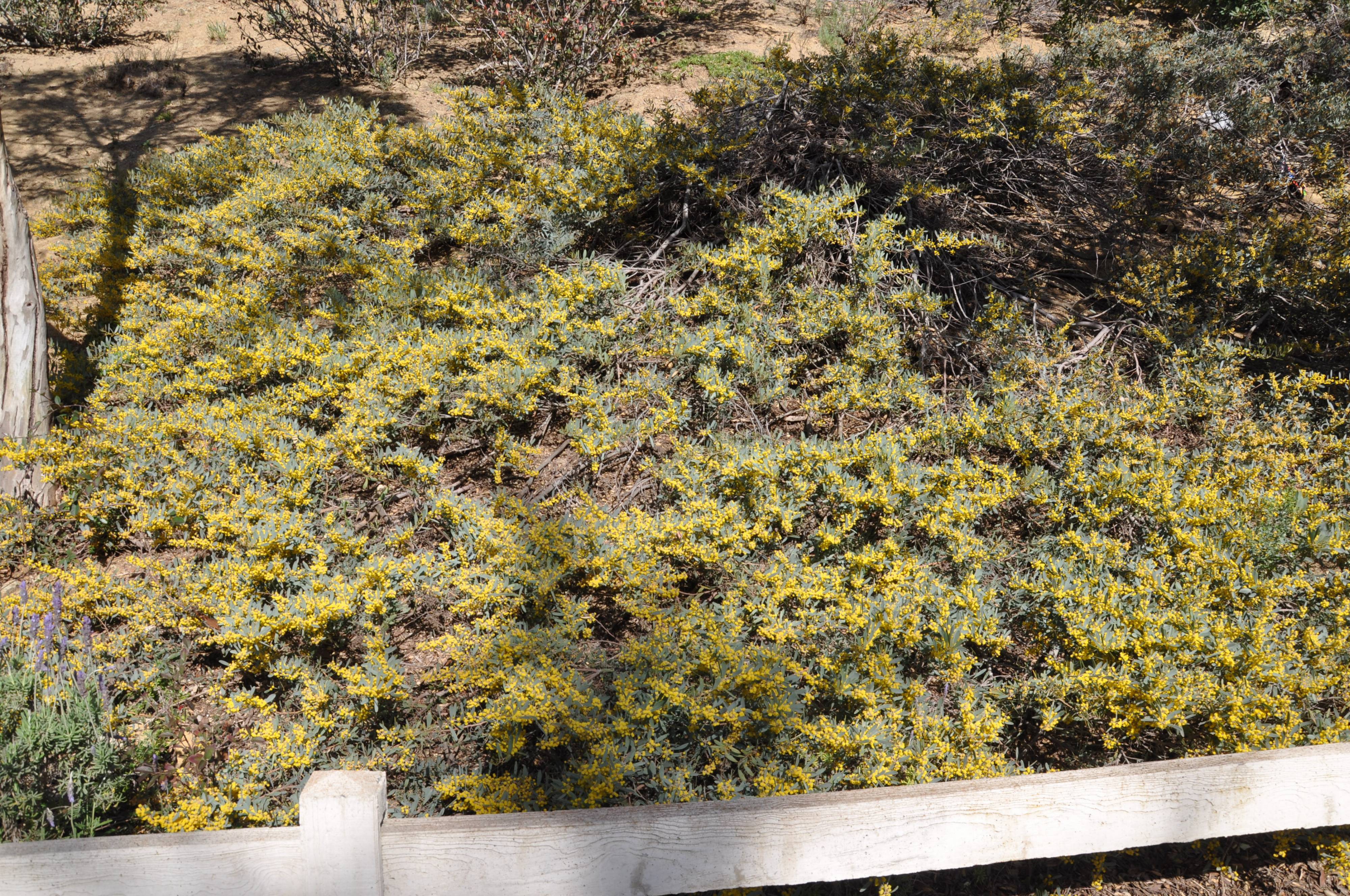Acacia redolens
