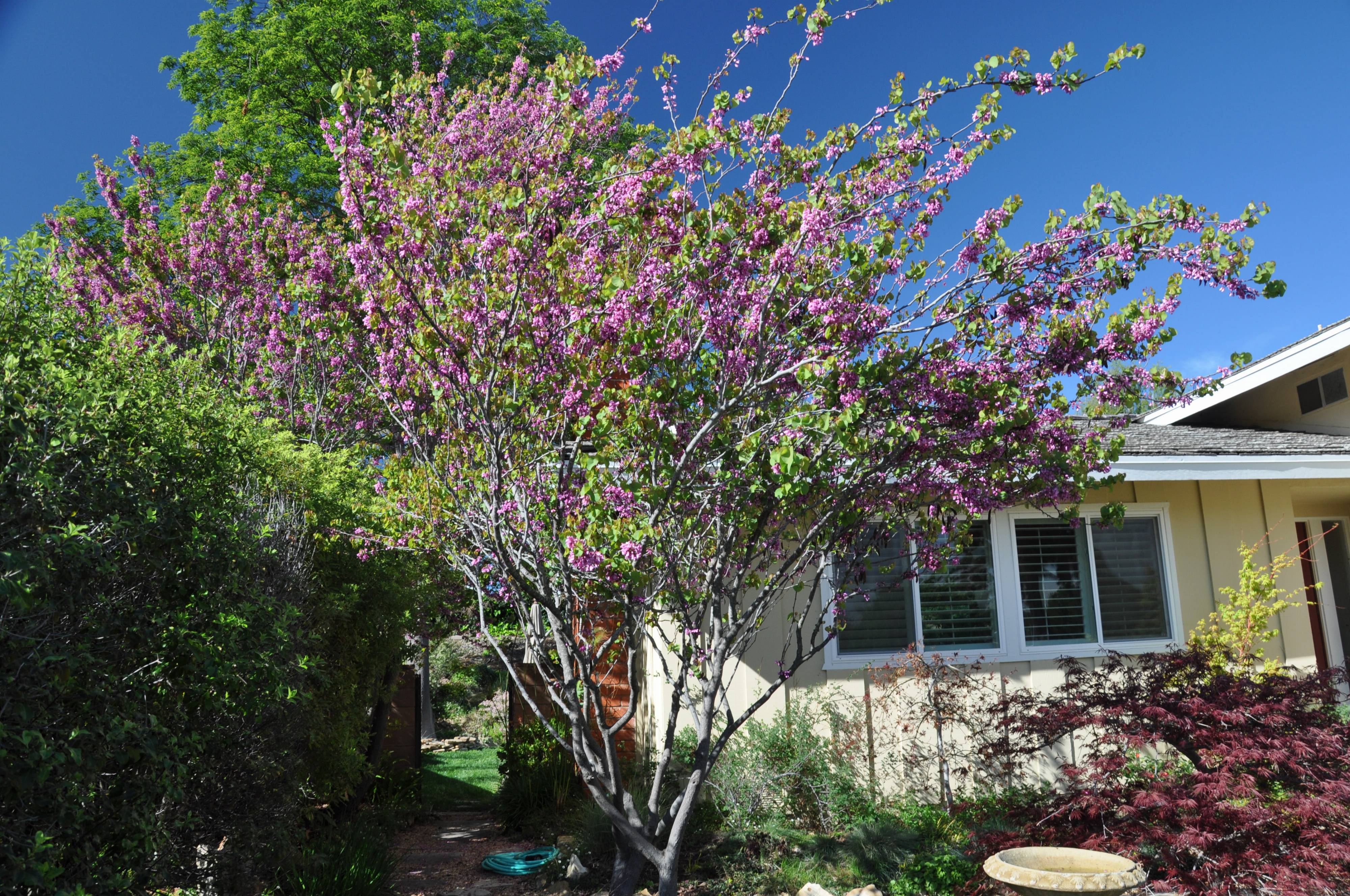Cercis occidentalis