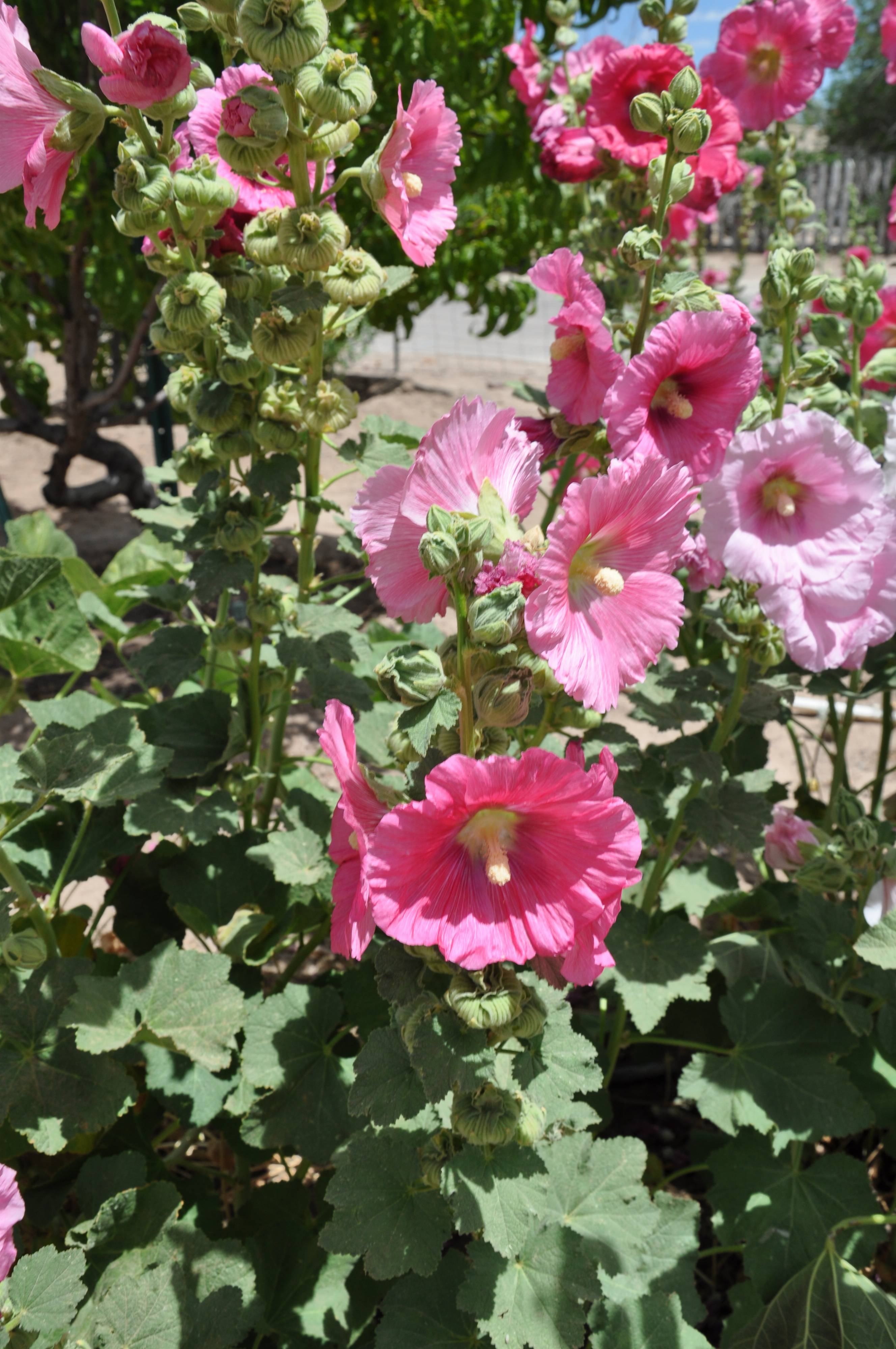 Alcea rosea