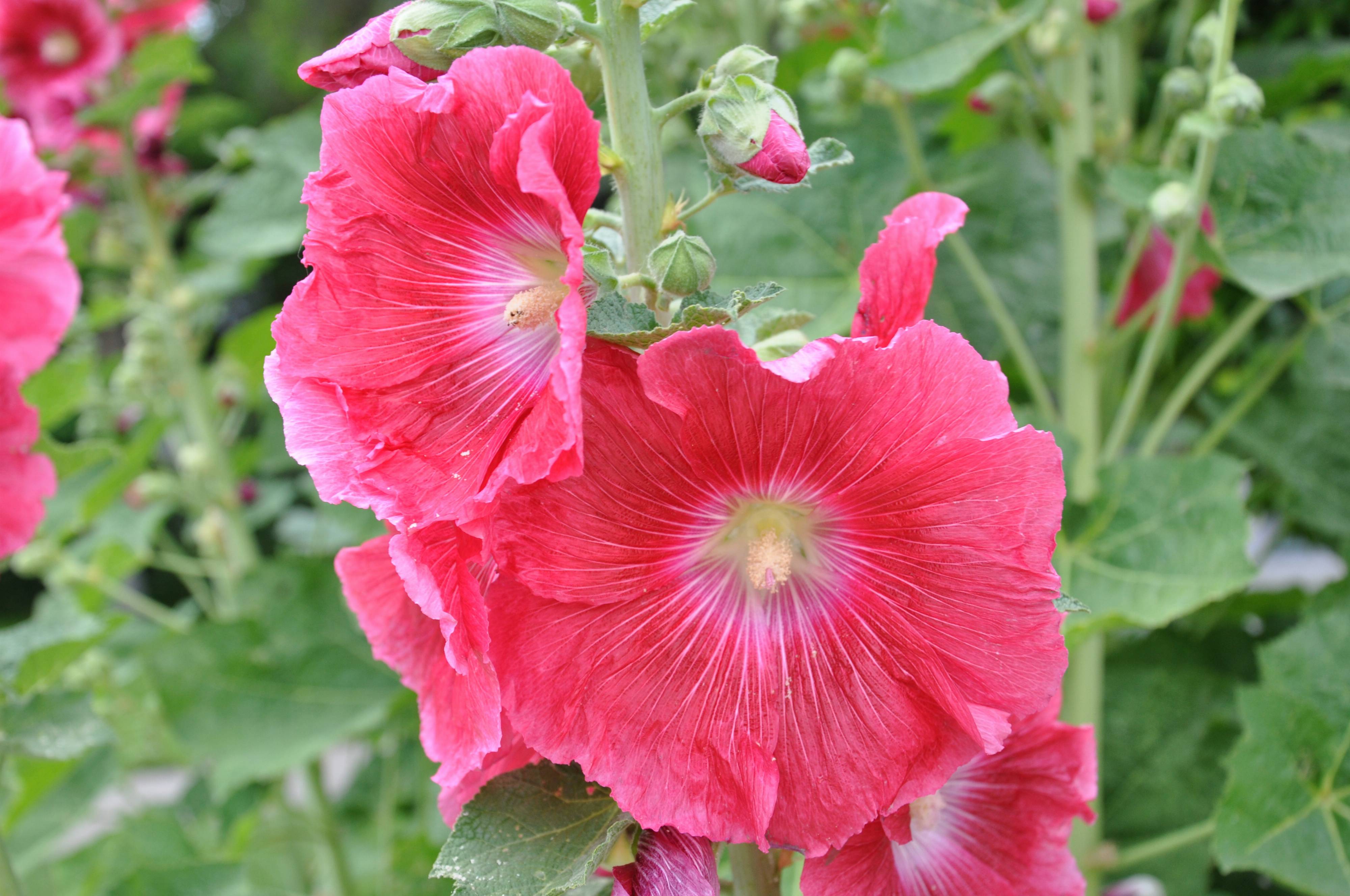 Alcea rosea