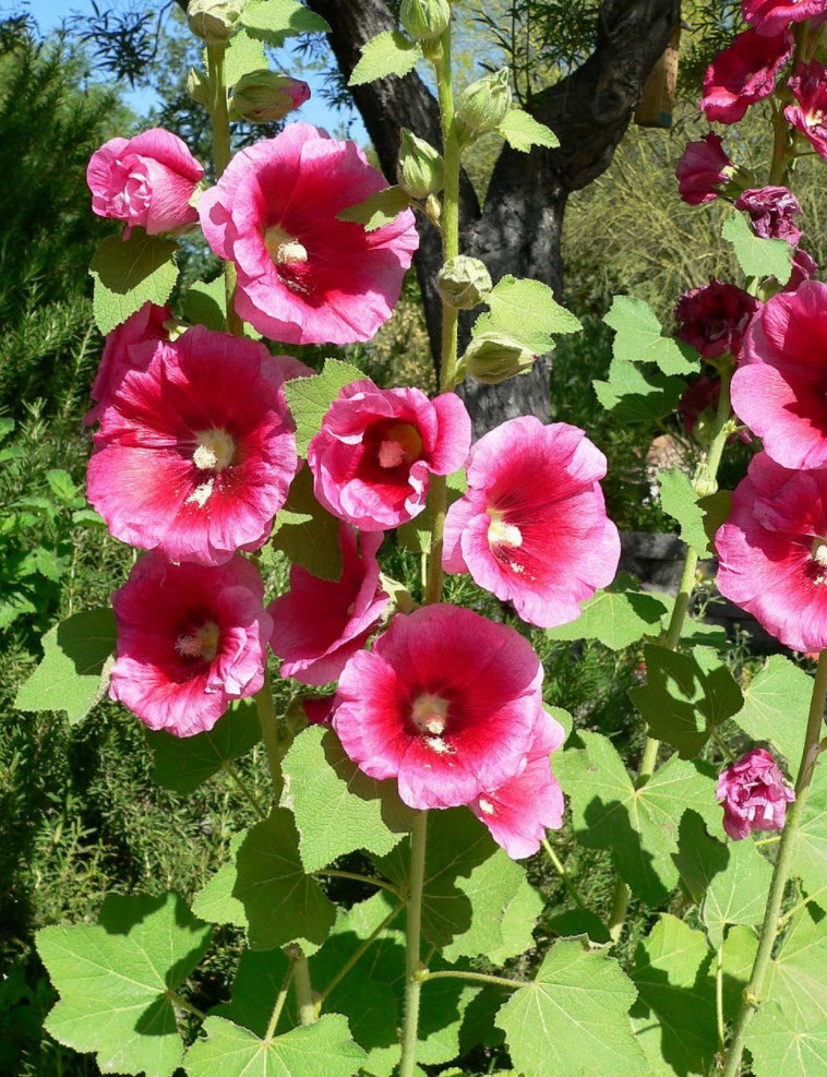 Alcea rosea
