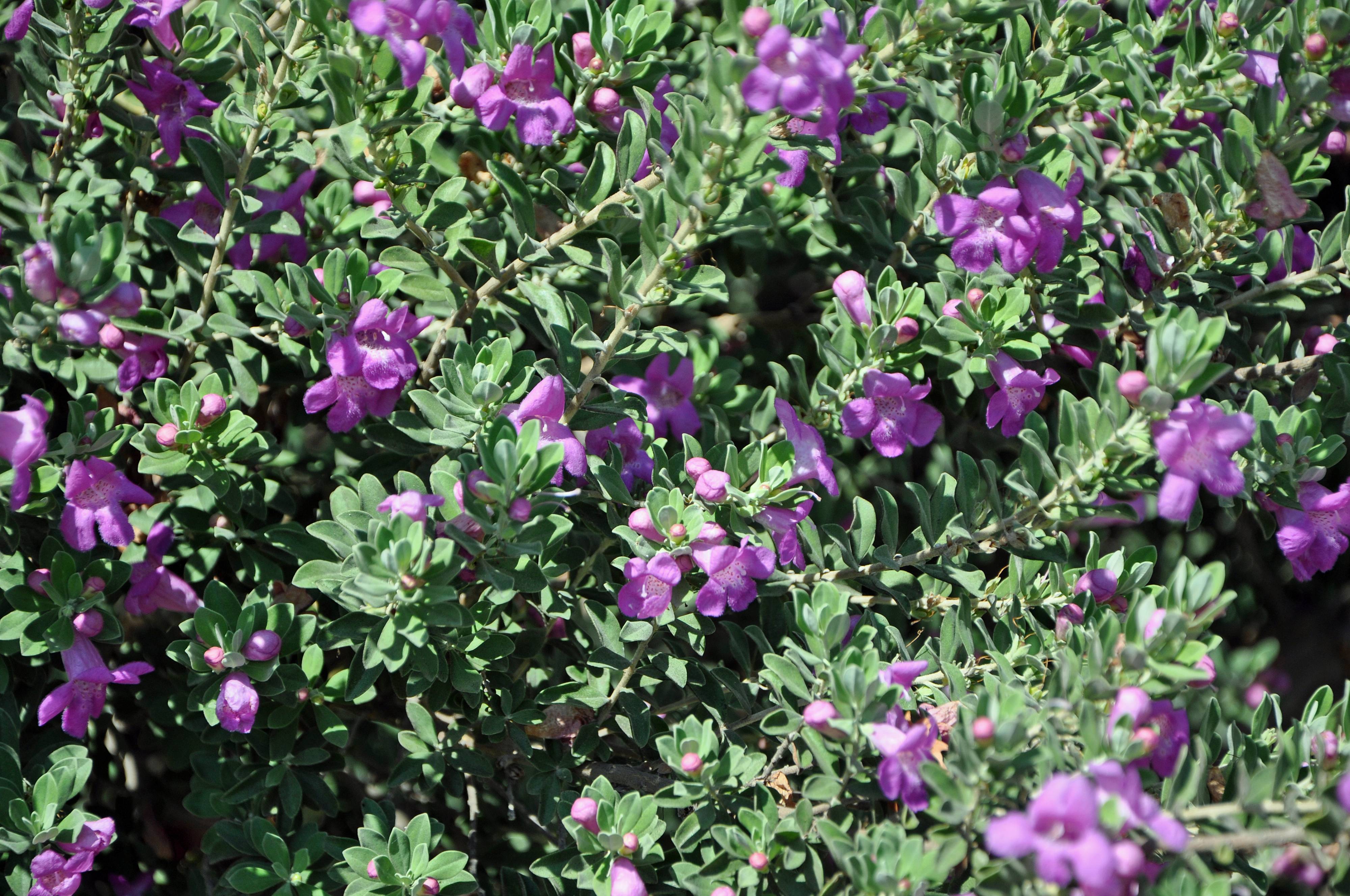 Leucophyllum frutescens