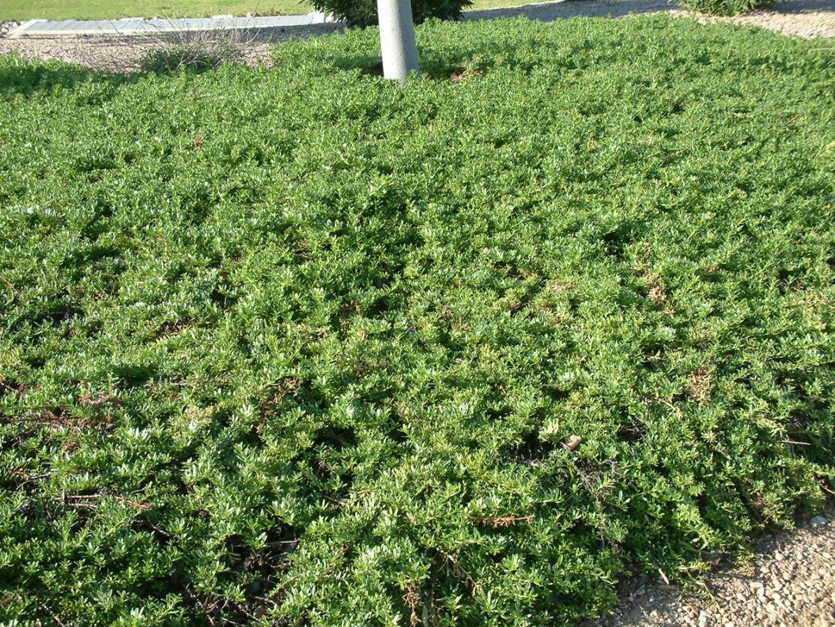 Myoporum Ground Cover California Myoporum Parvifolium Ground Cover