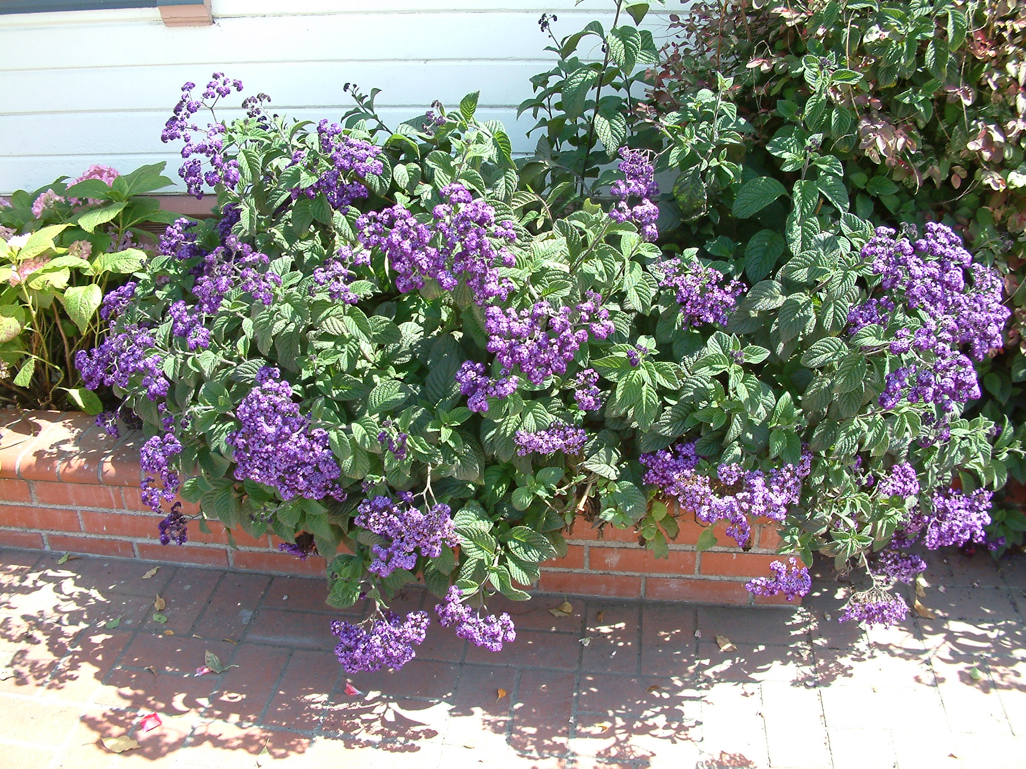 Hardy Heliotrope