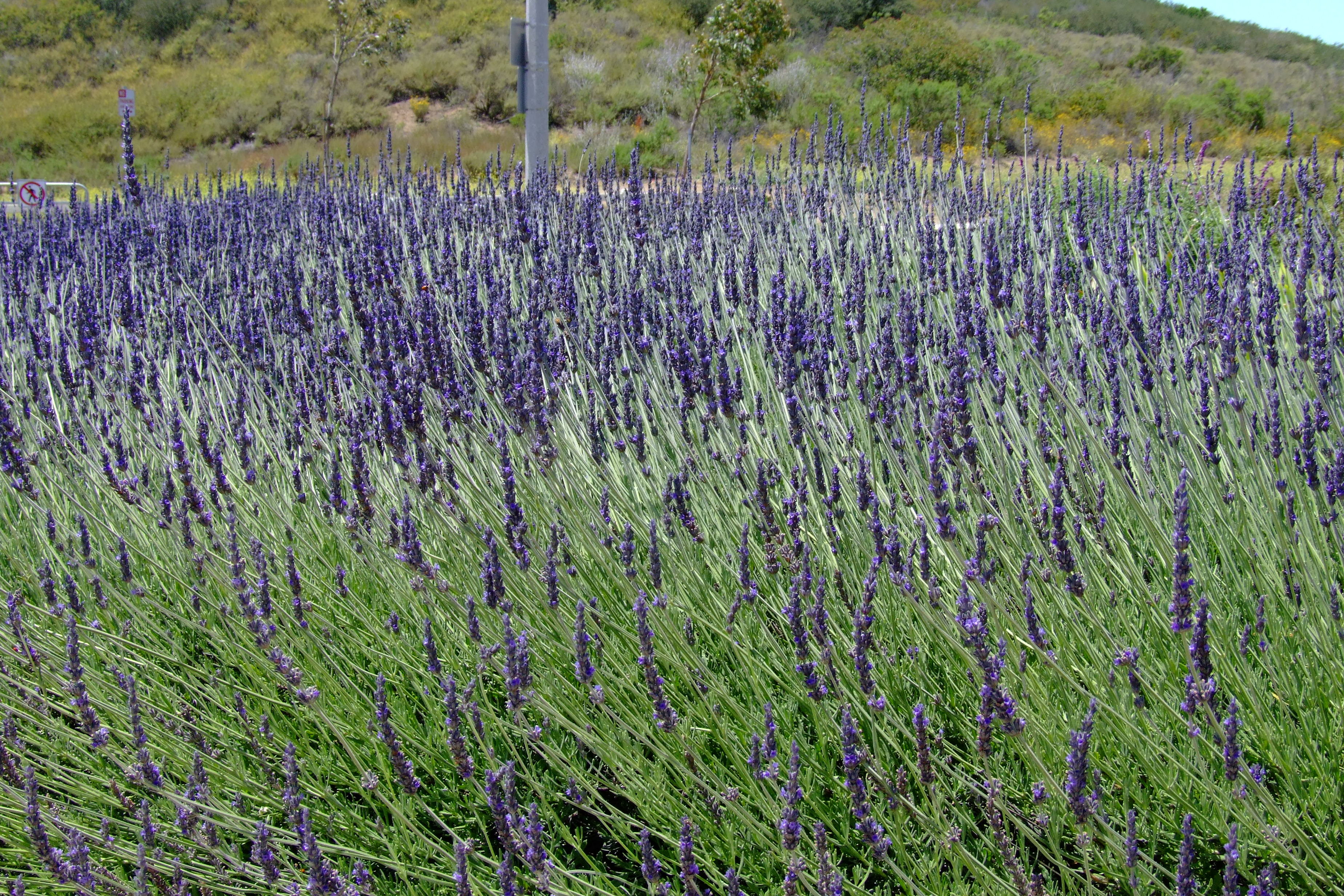 Lavandula X int. 'Provence'