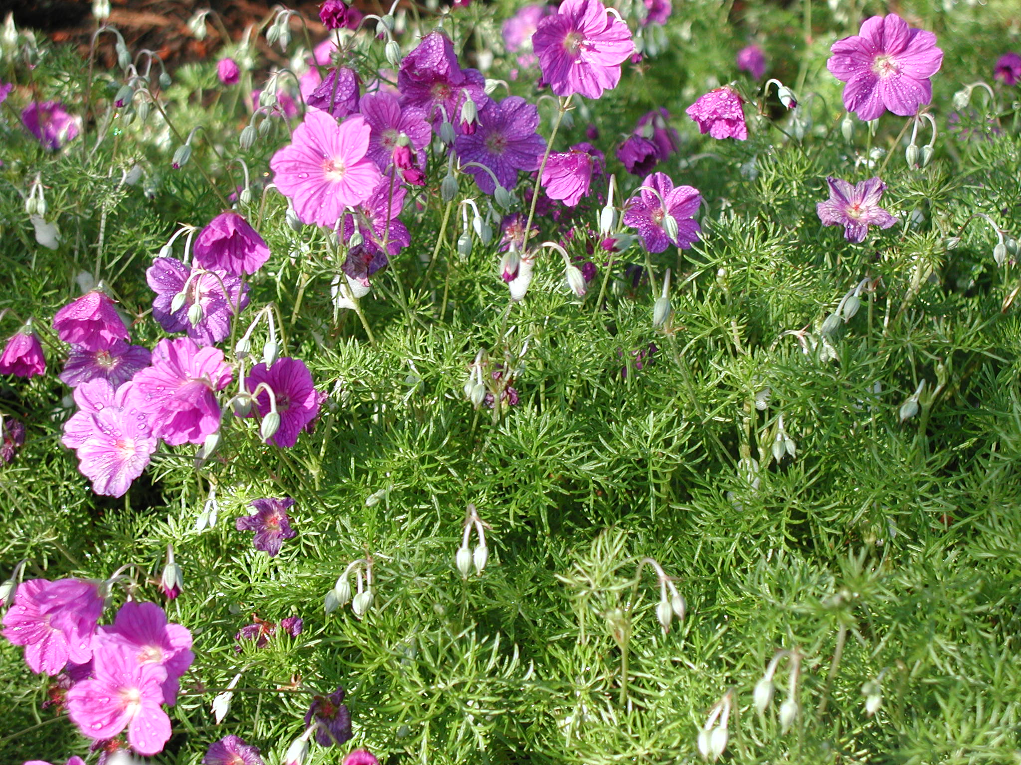 Geranium incanum
