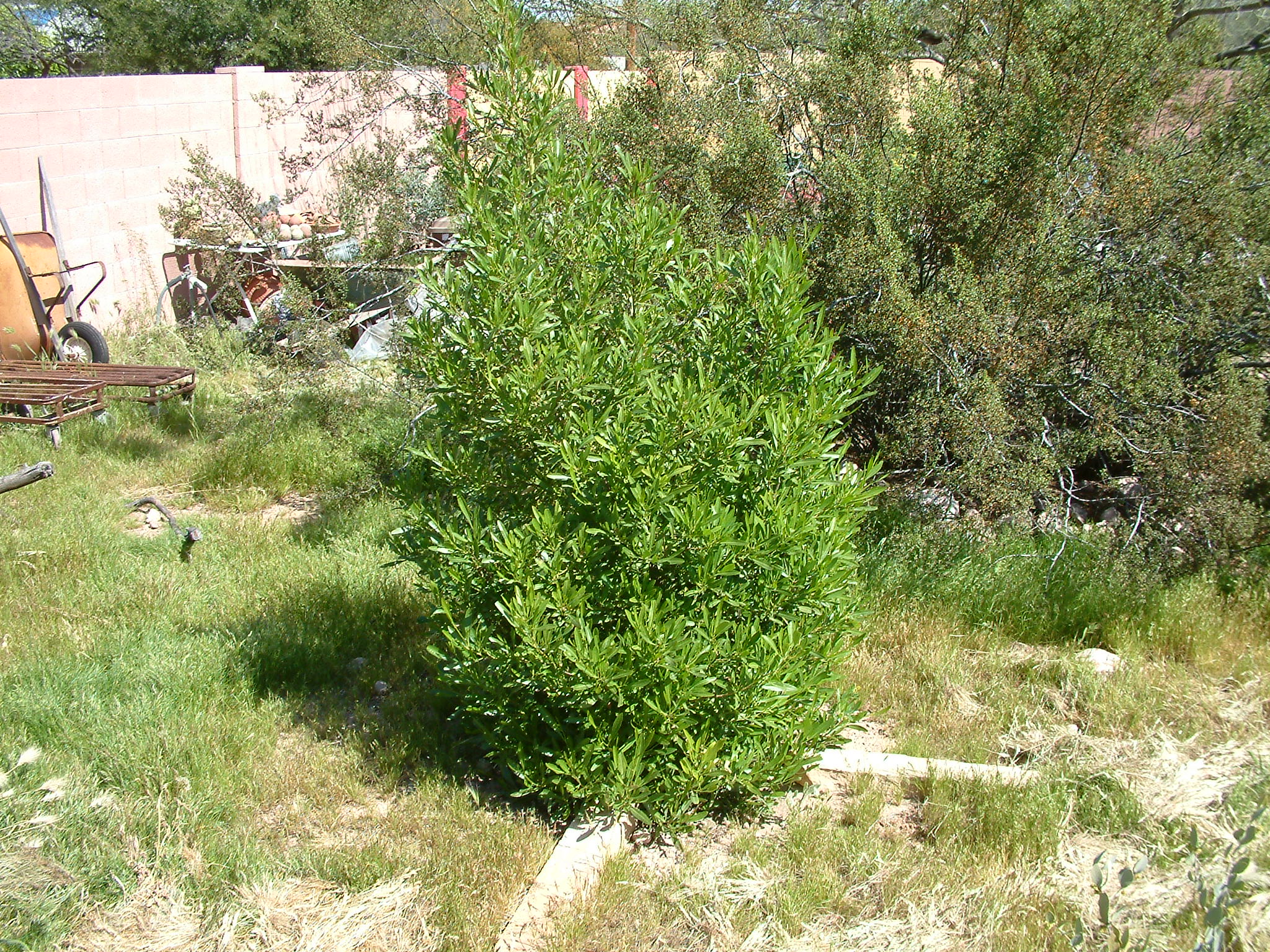 Dodonaea viscosa