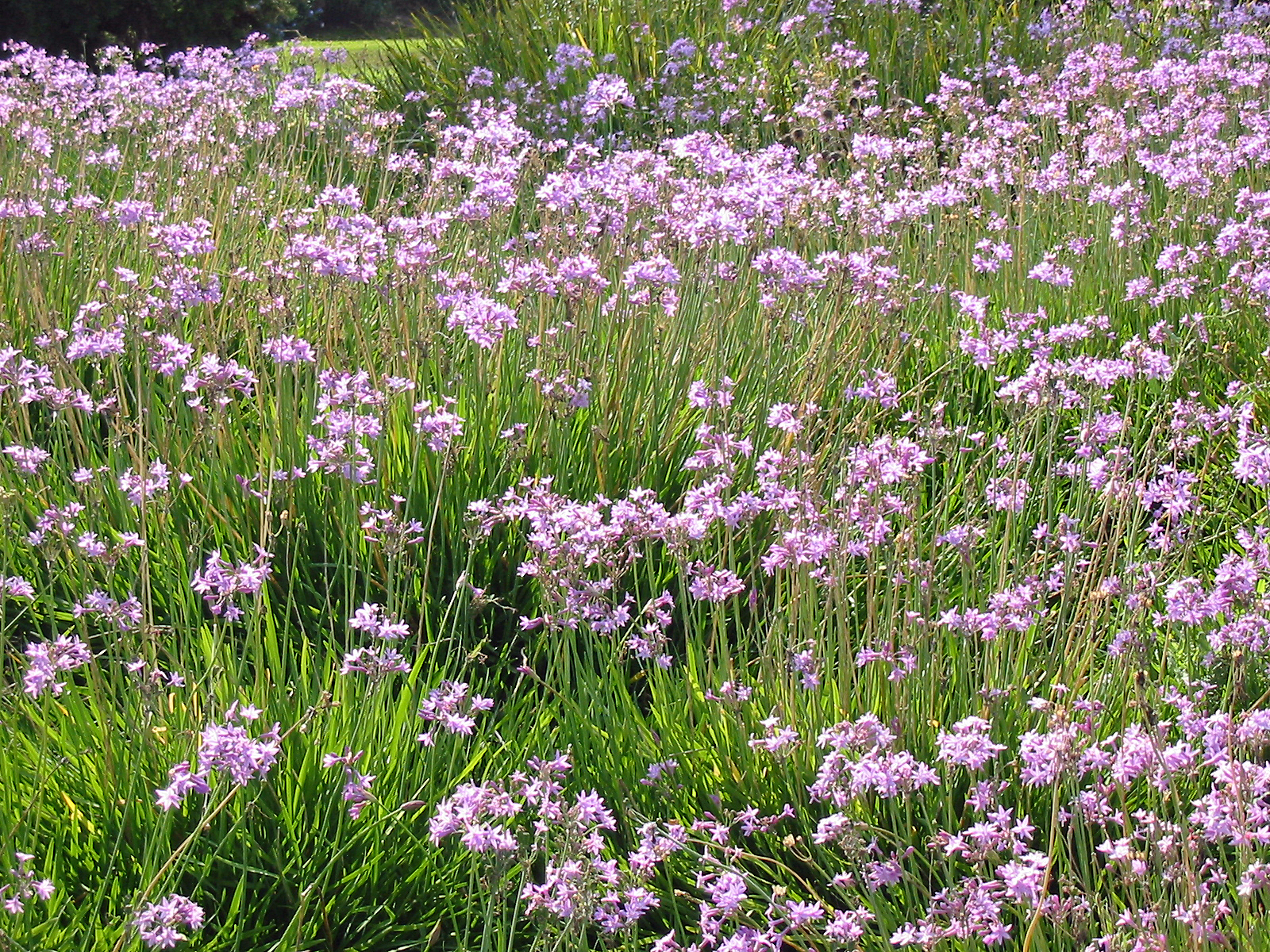 Tulbaghia violacea