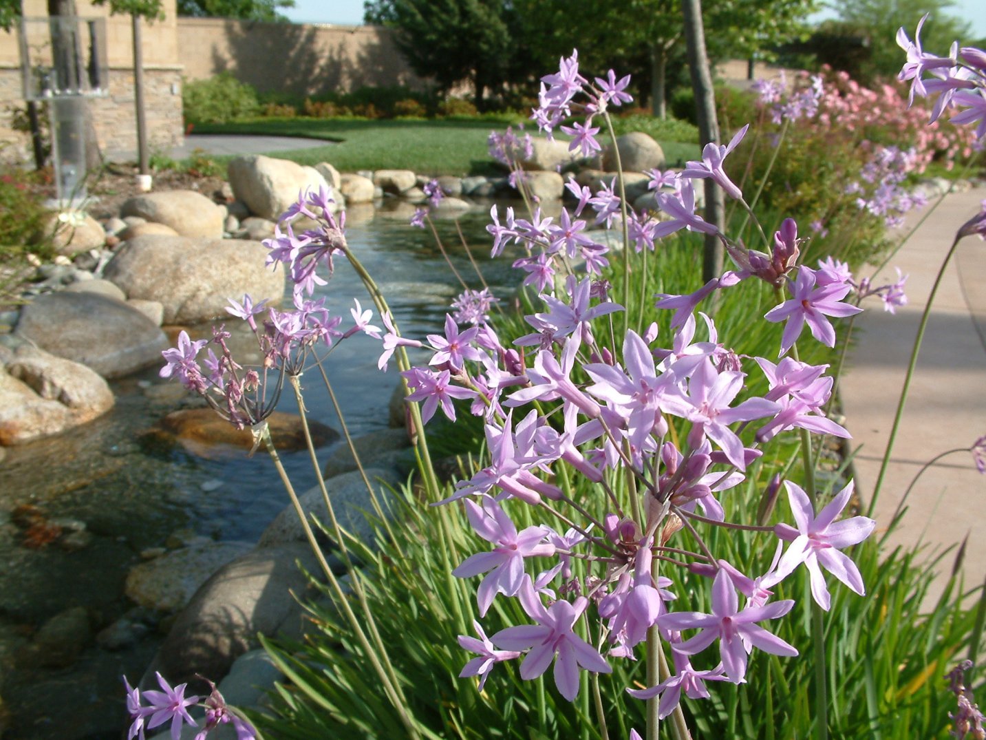 Tulbaghia violacea