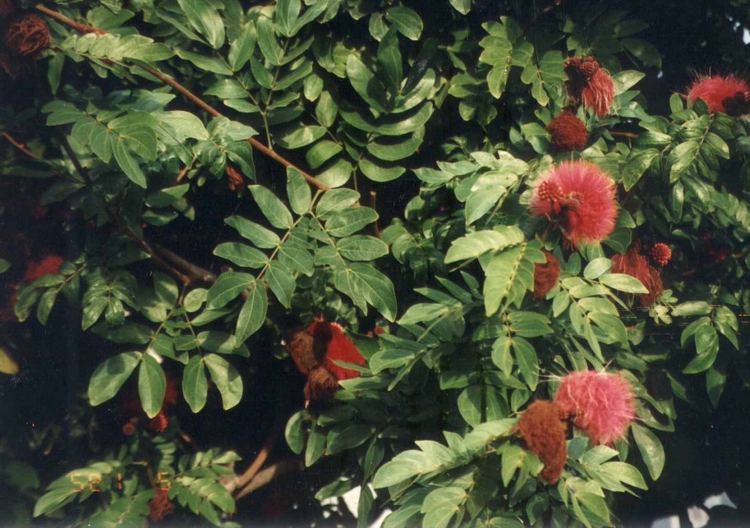 Calliandra haematocephala