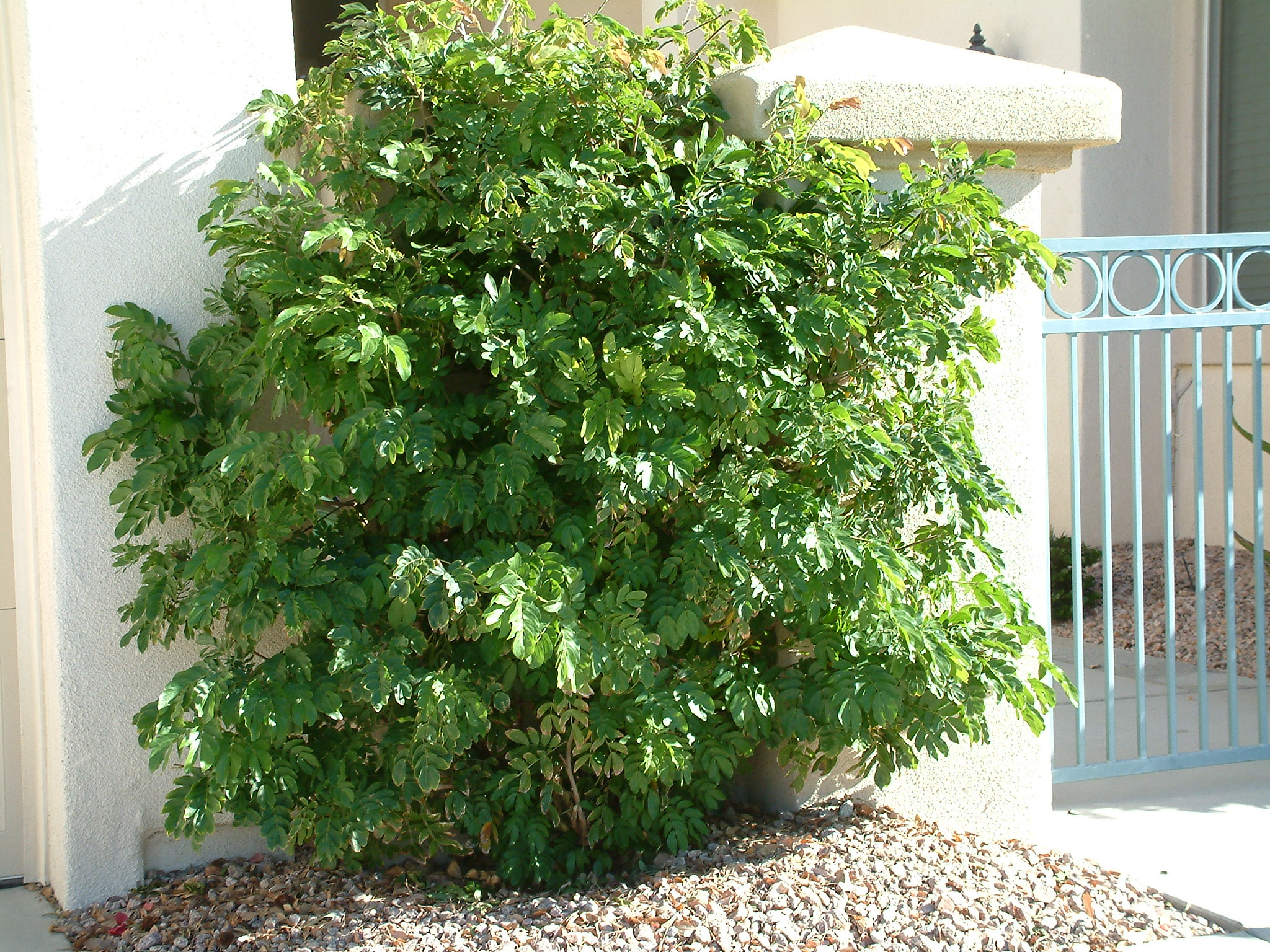 Calliandra haematocephala