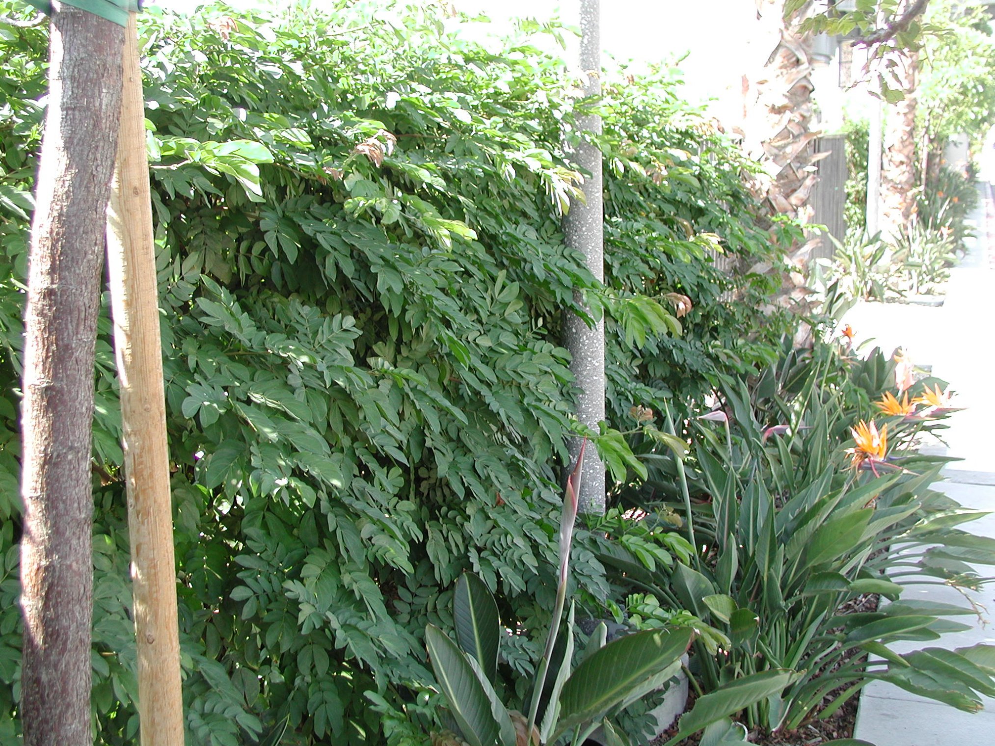 Calliandra haematocephala