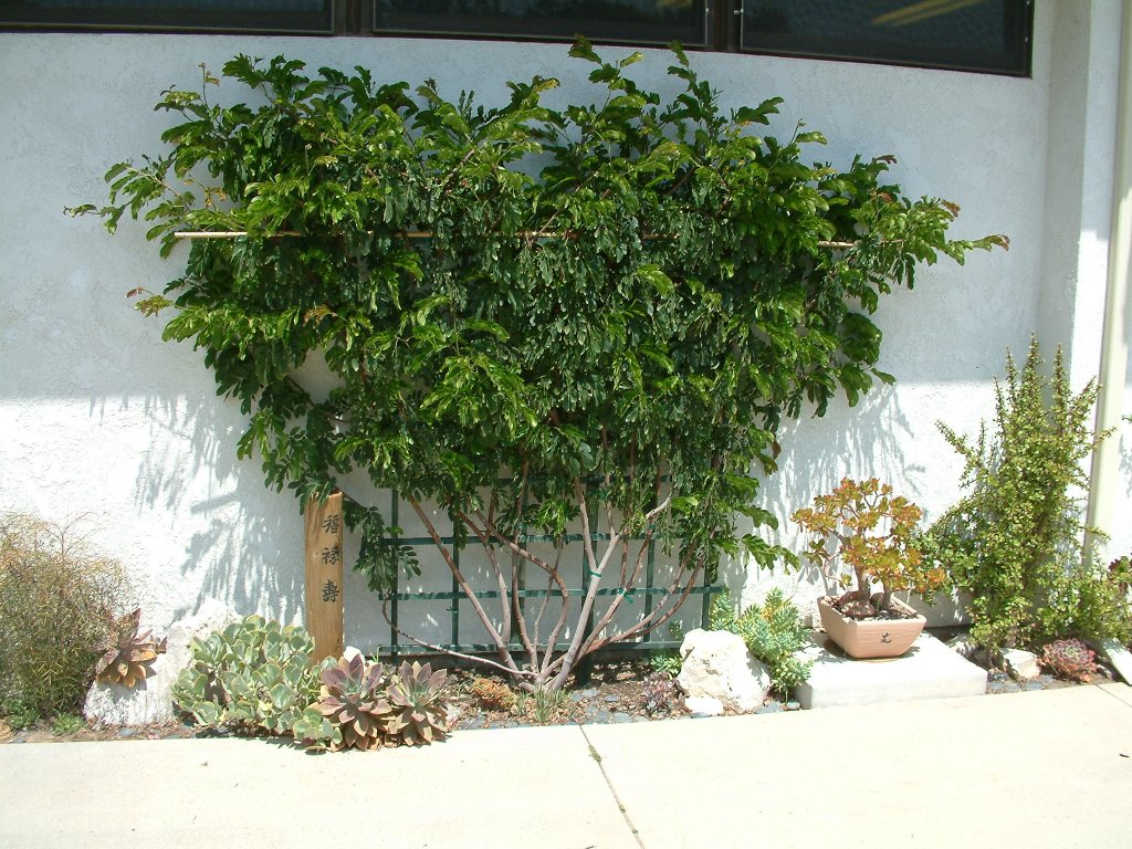 Calliandra haematocephala