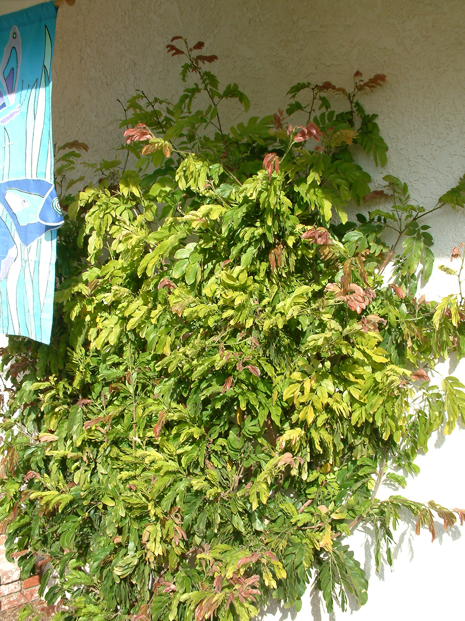 Calliandra haematocephala