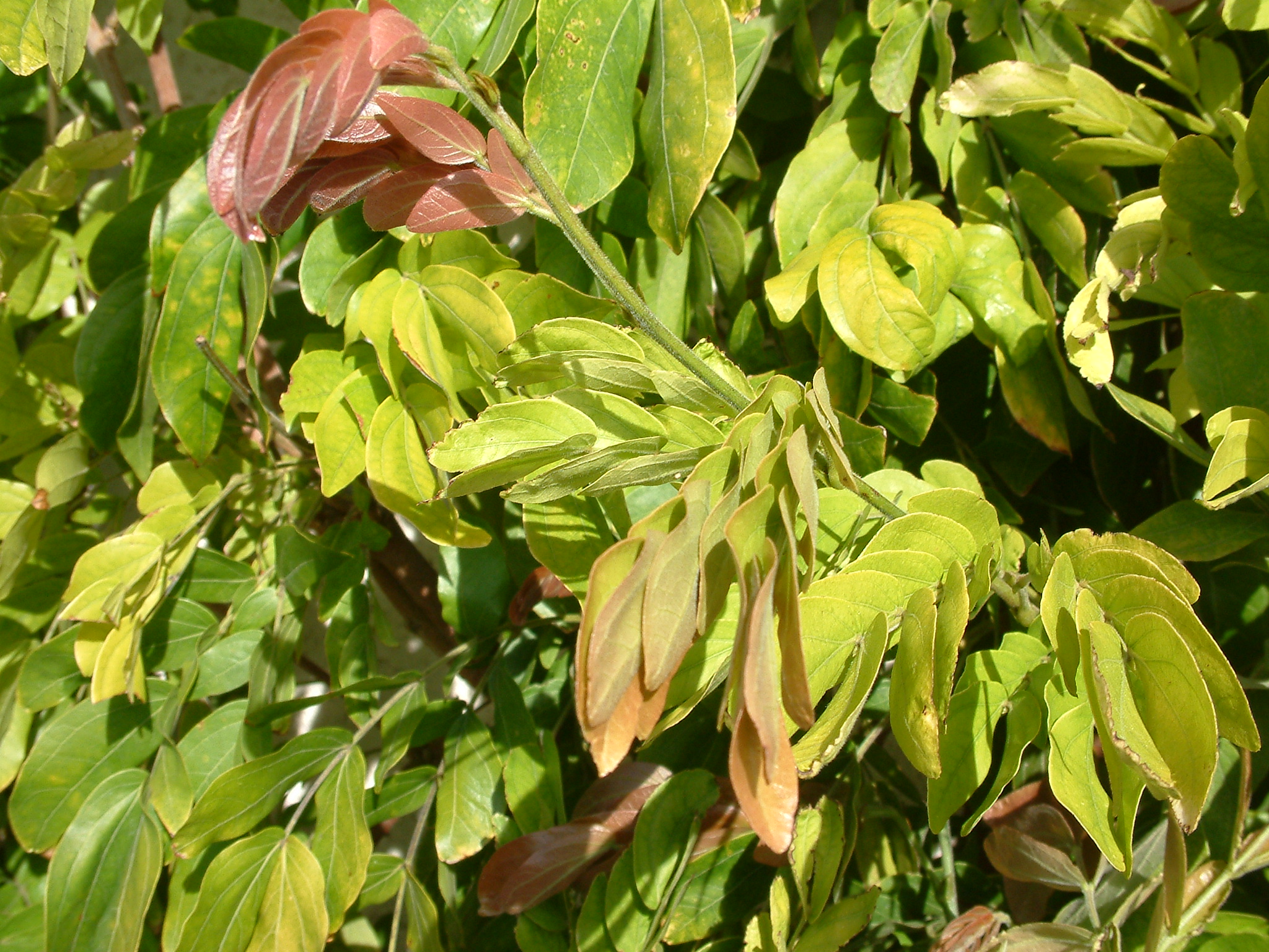 Calliandra haematocephala