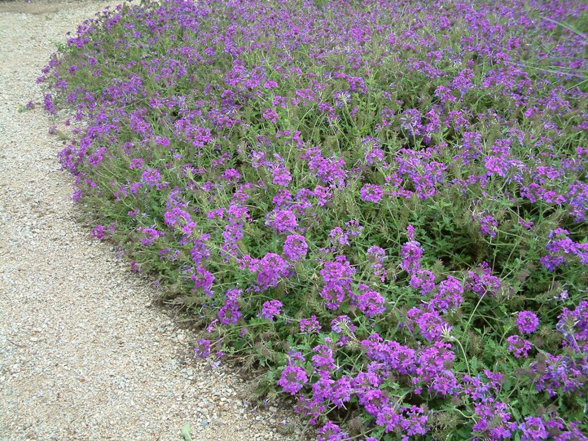 Verbena 'Homestead Purple'