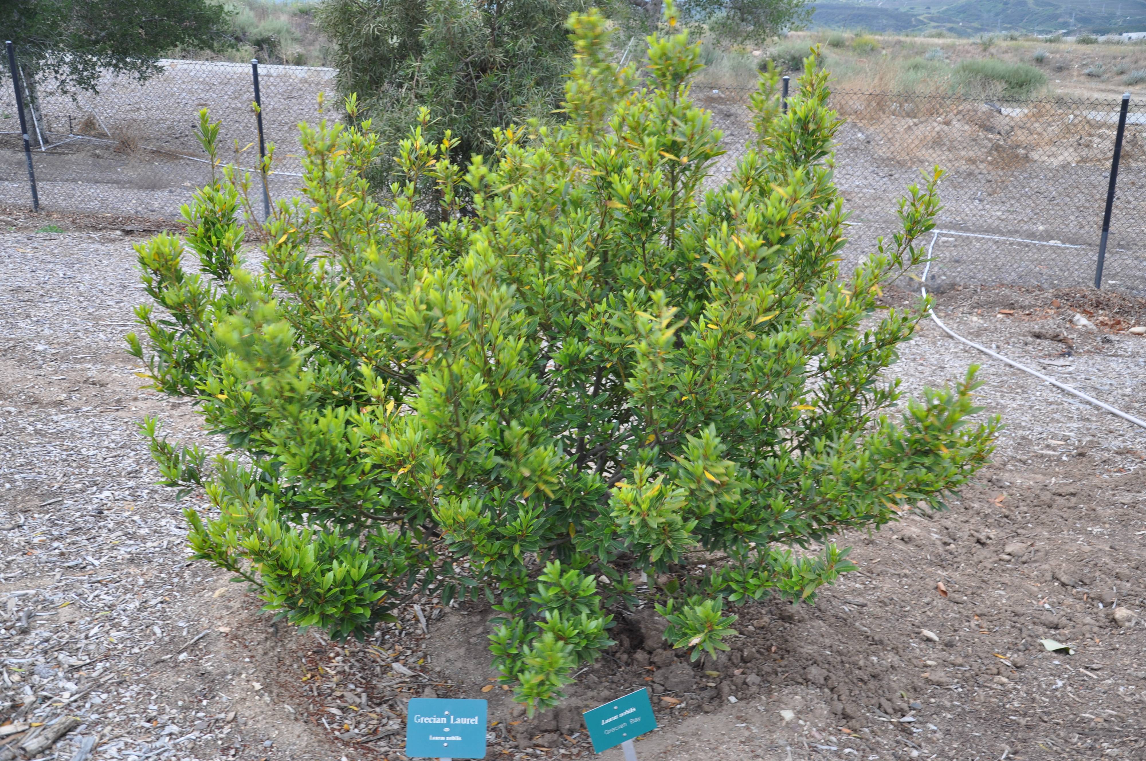 Laurus nobilis