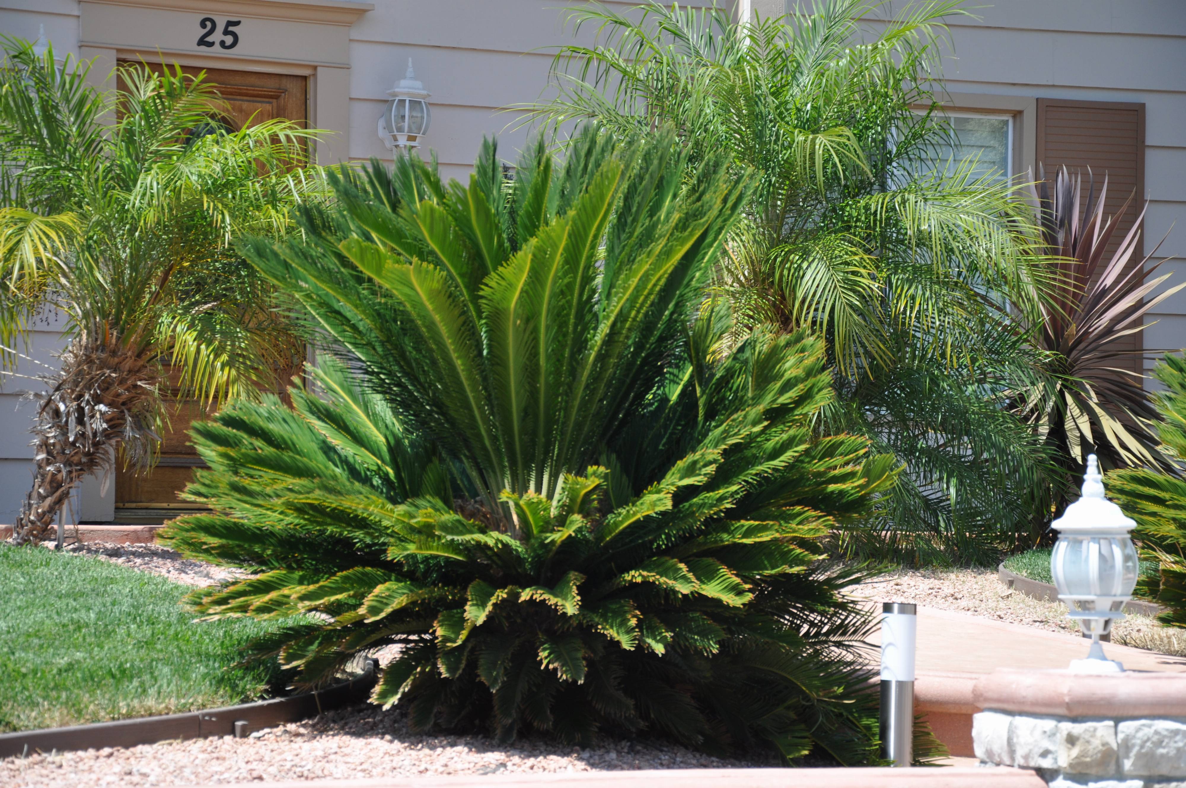 Cycas revoluta