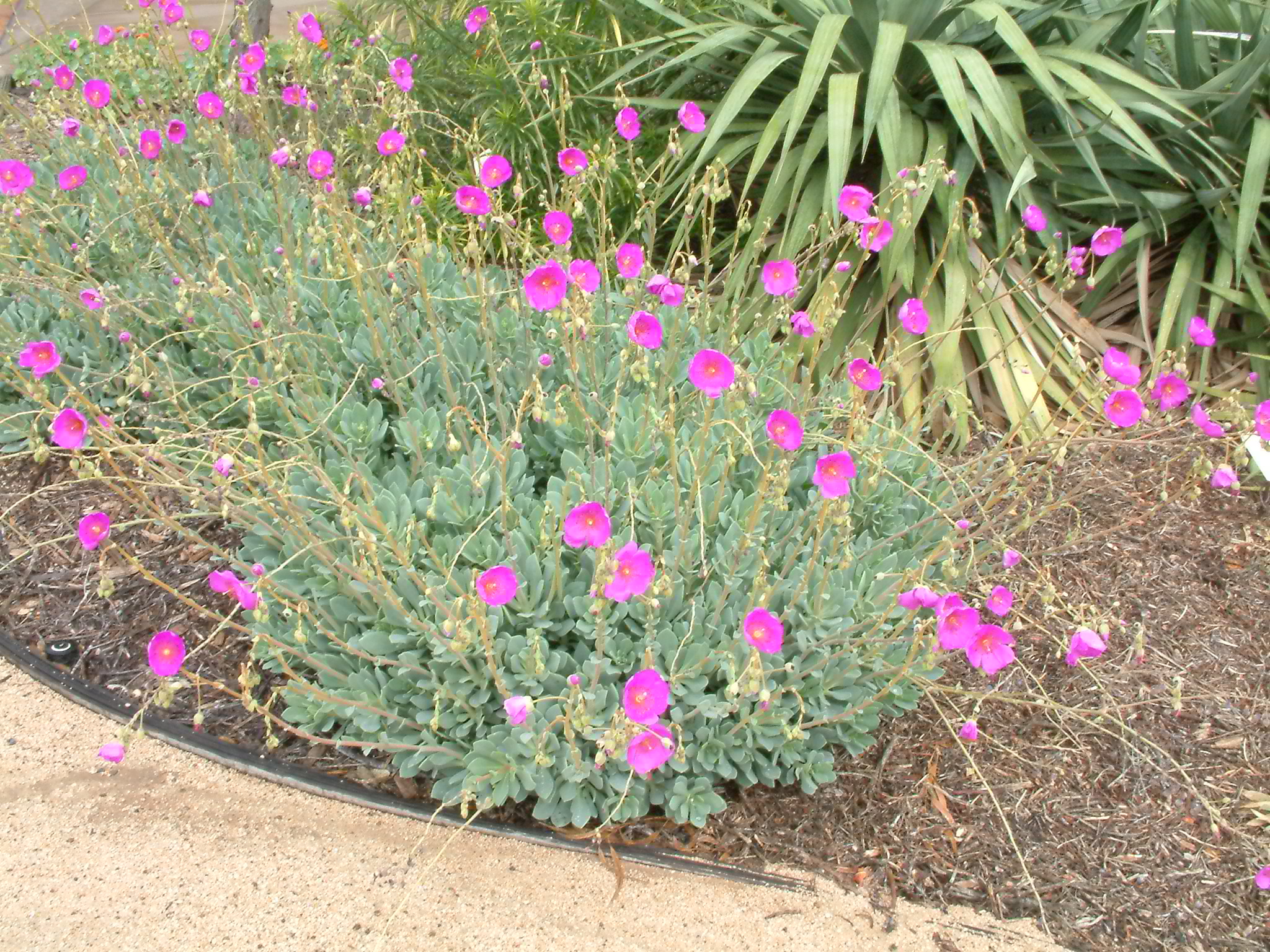 Calandrinia grandiflora