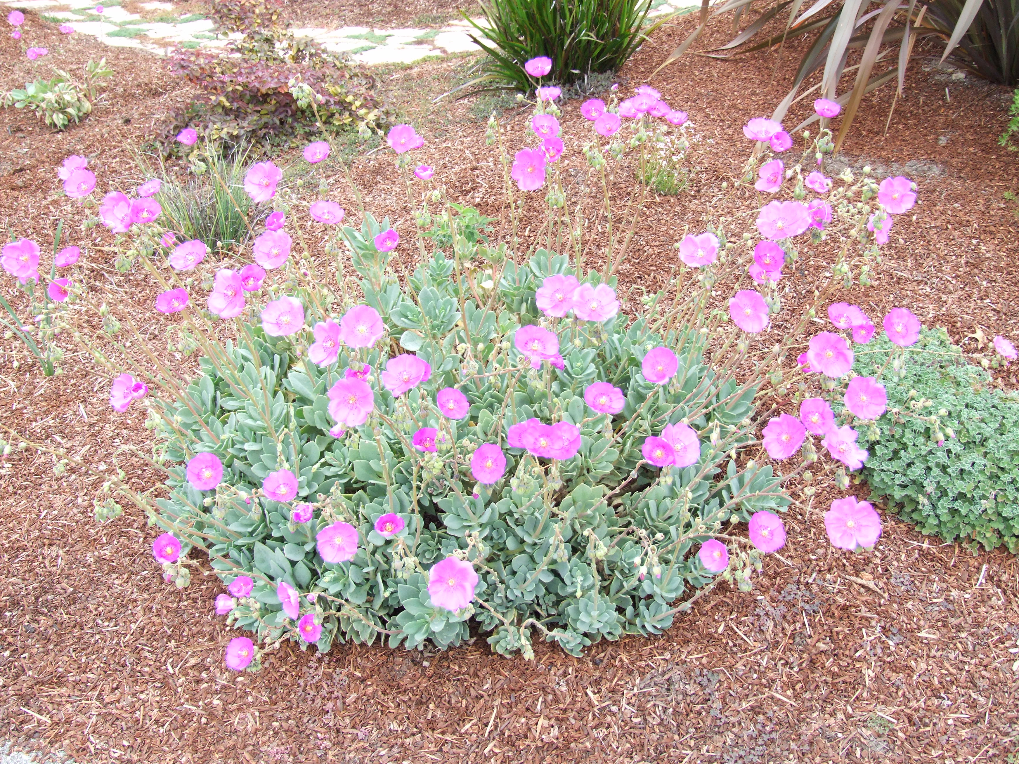 Calandrinia grandiflora