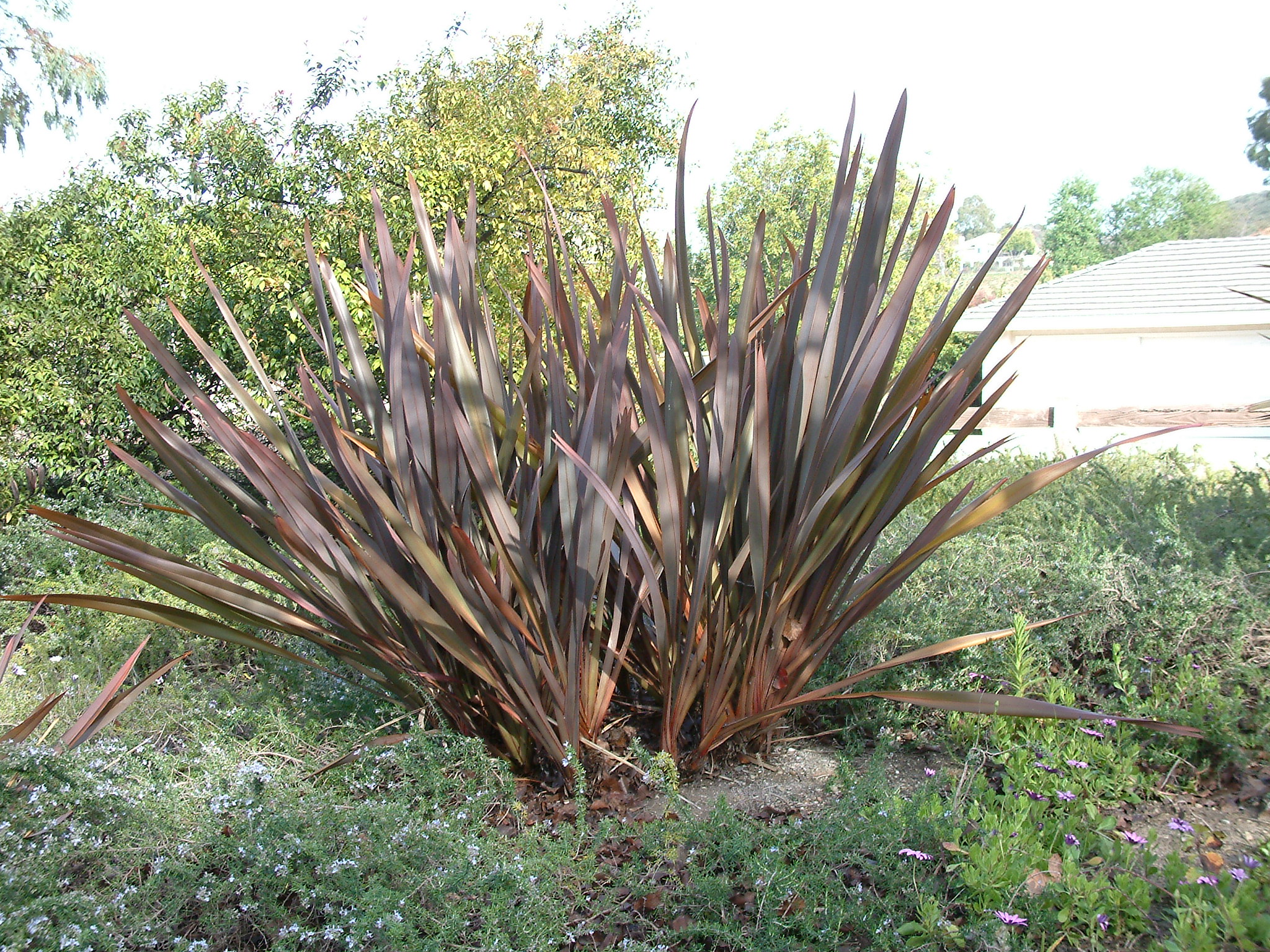 Phormium tenax 'Rubrum'