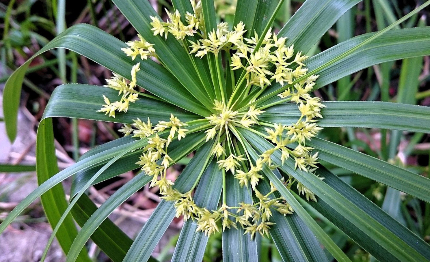 Cyperus alternifolius