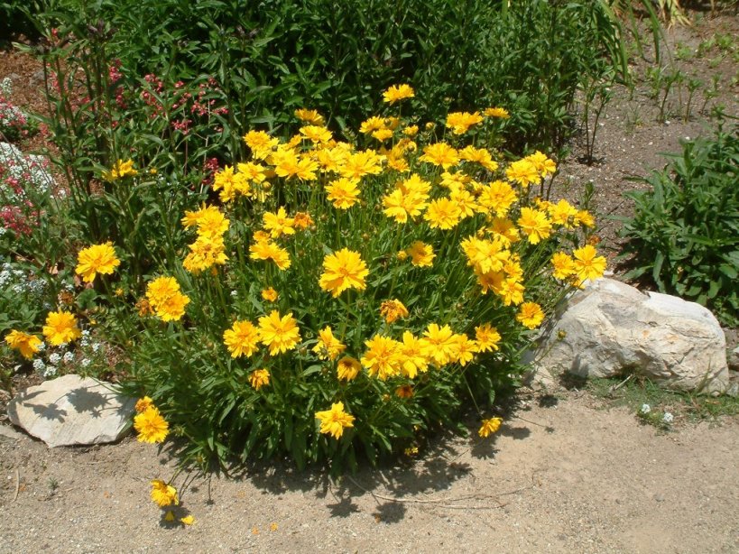 Coreopsis grandiflora