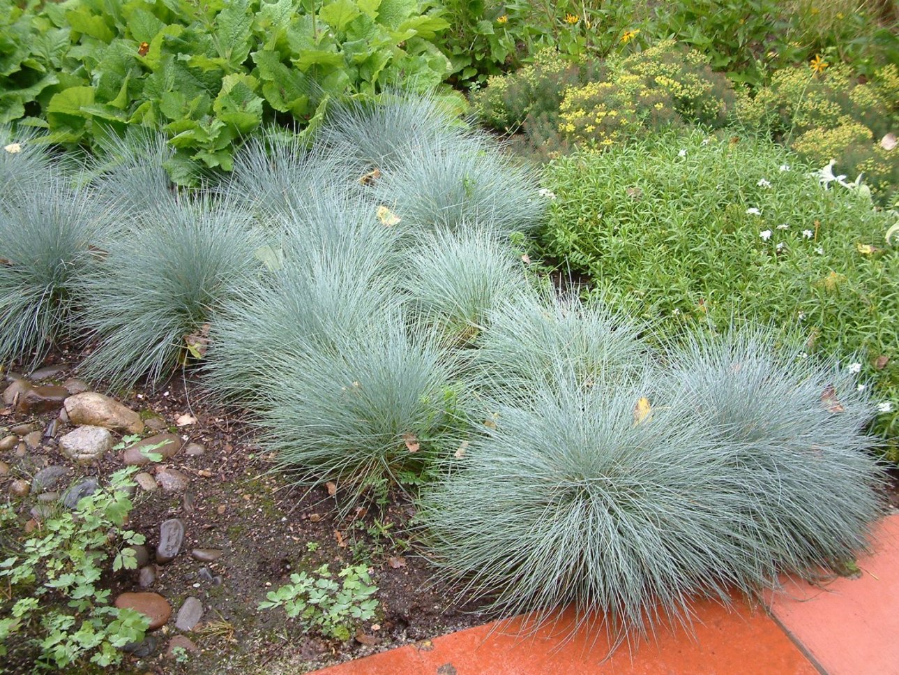 Festuca Elijah Blue