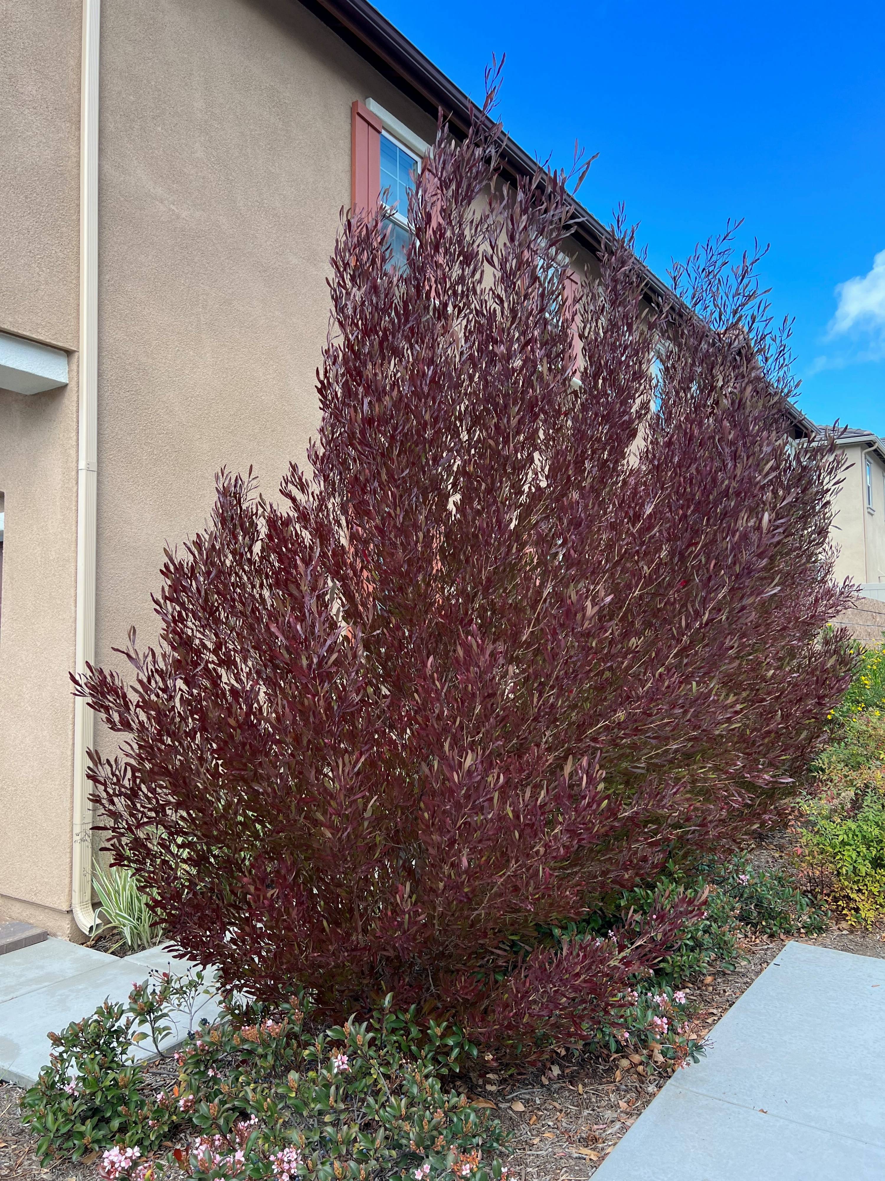 Dodonaea viscosa 'Purpurea'