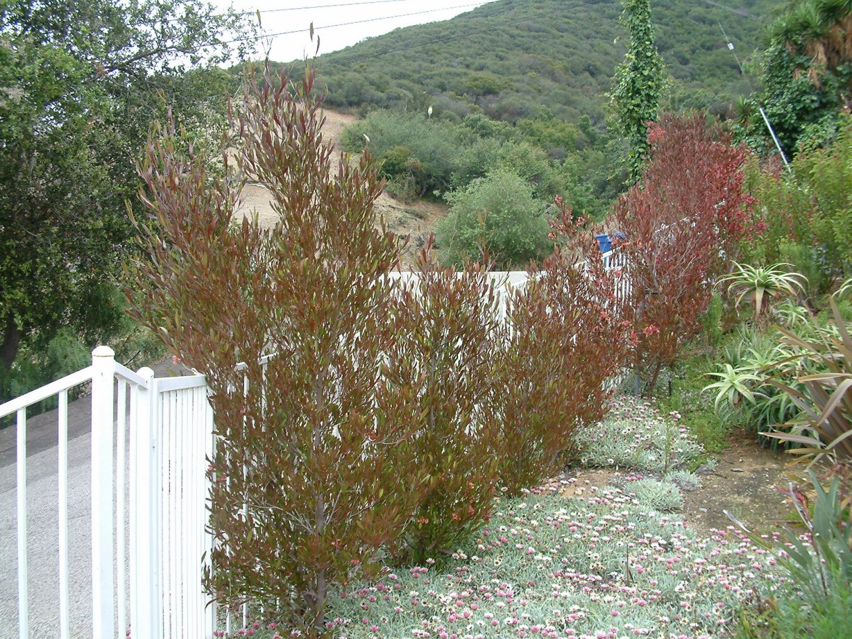 Dodonaea viscosa 'Purpurea'