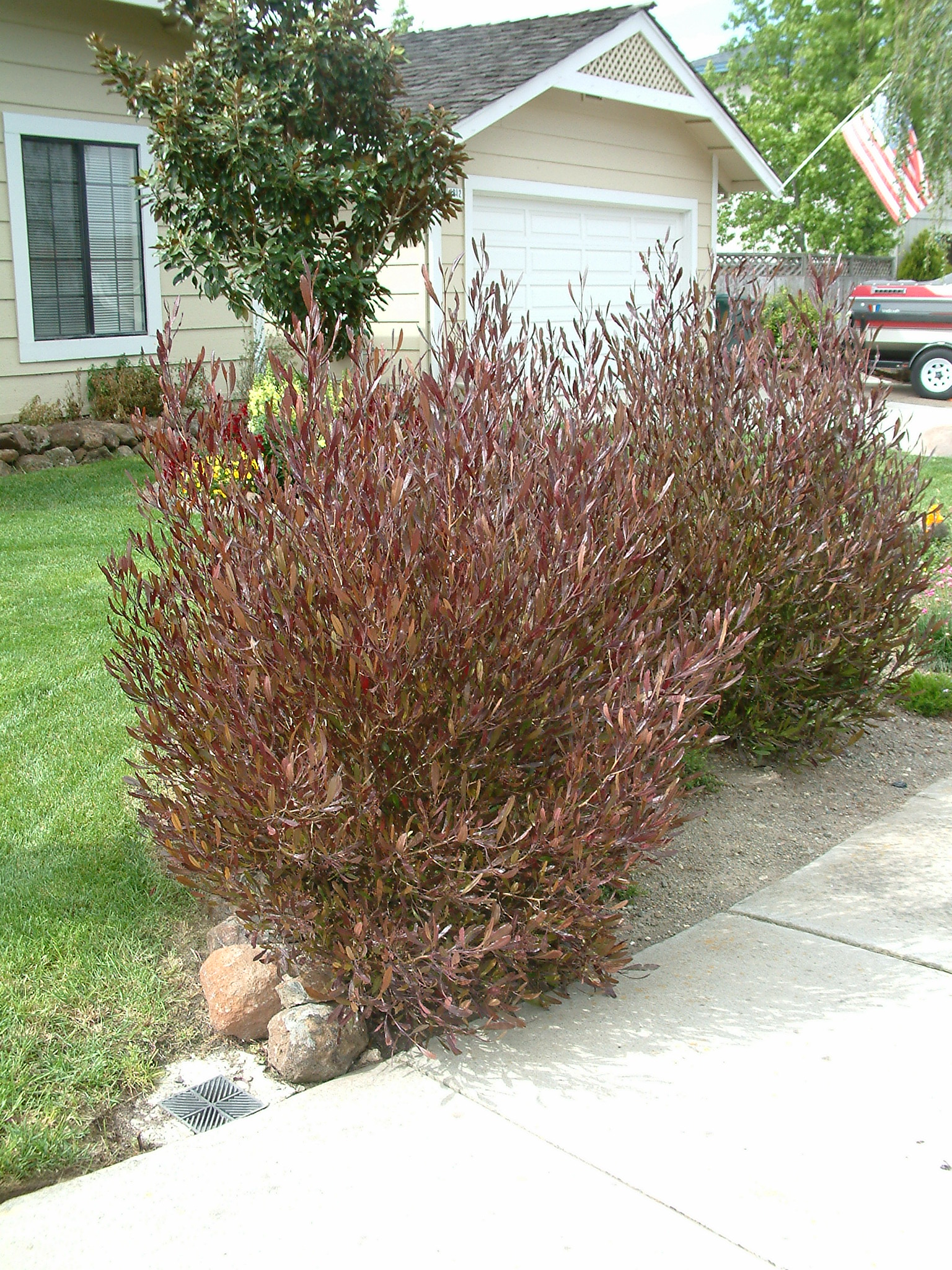 Dodonaea viscosa 'Purpurea'