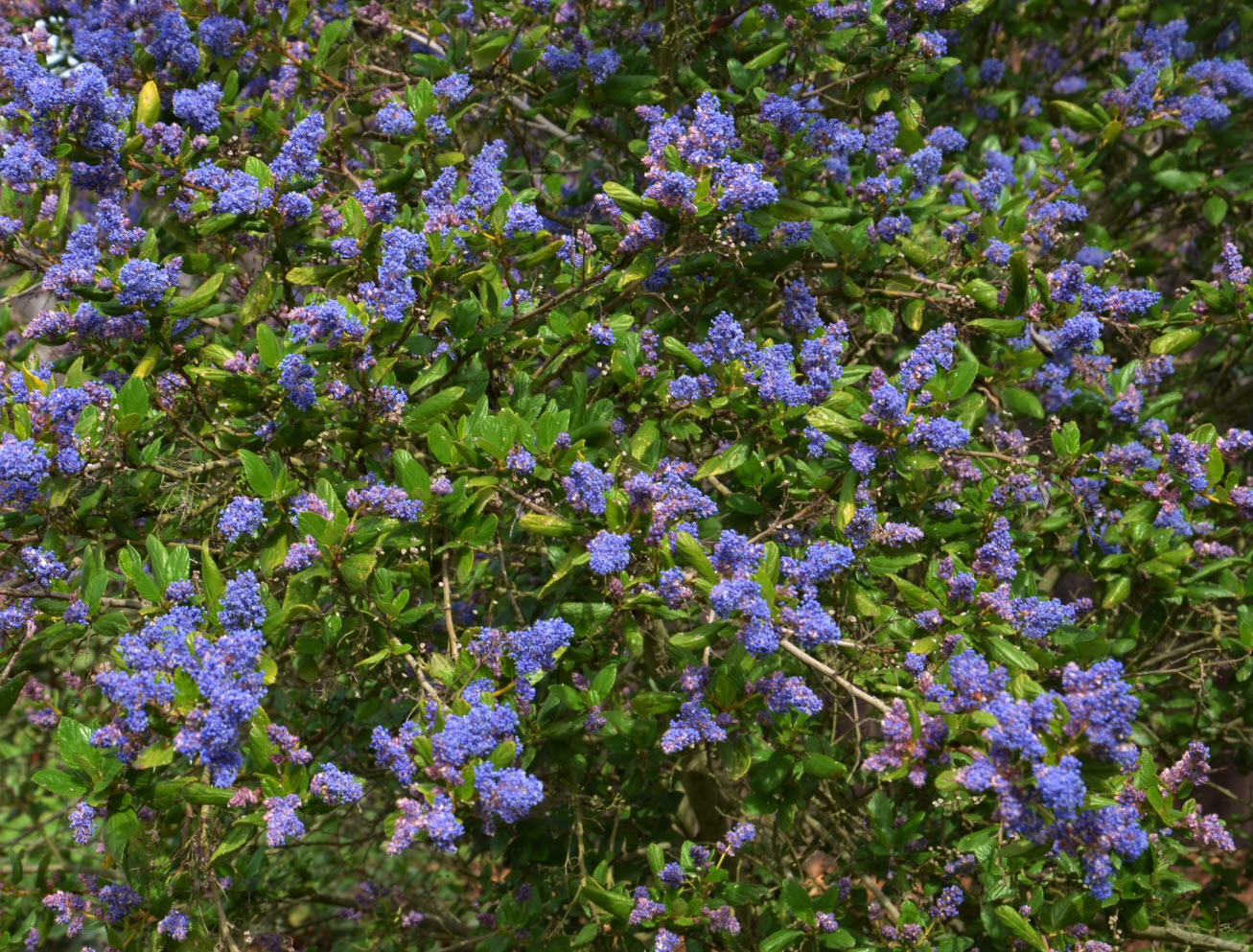Ceanothus 'Ray Hartman'