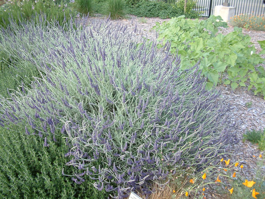 Lavandula 'Goodwin Creek Grey'