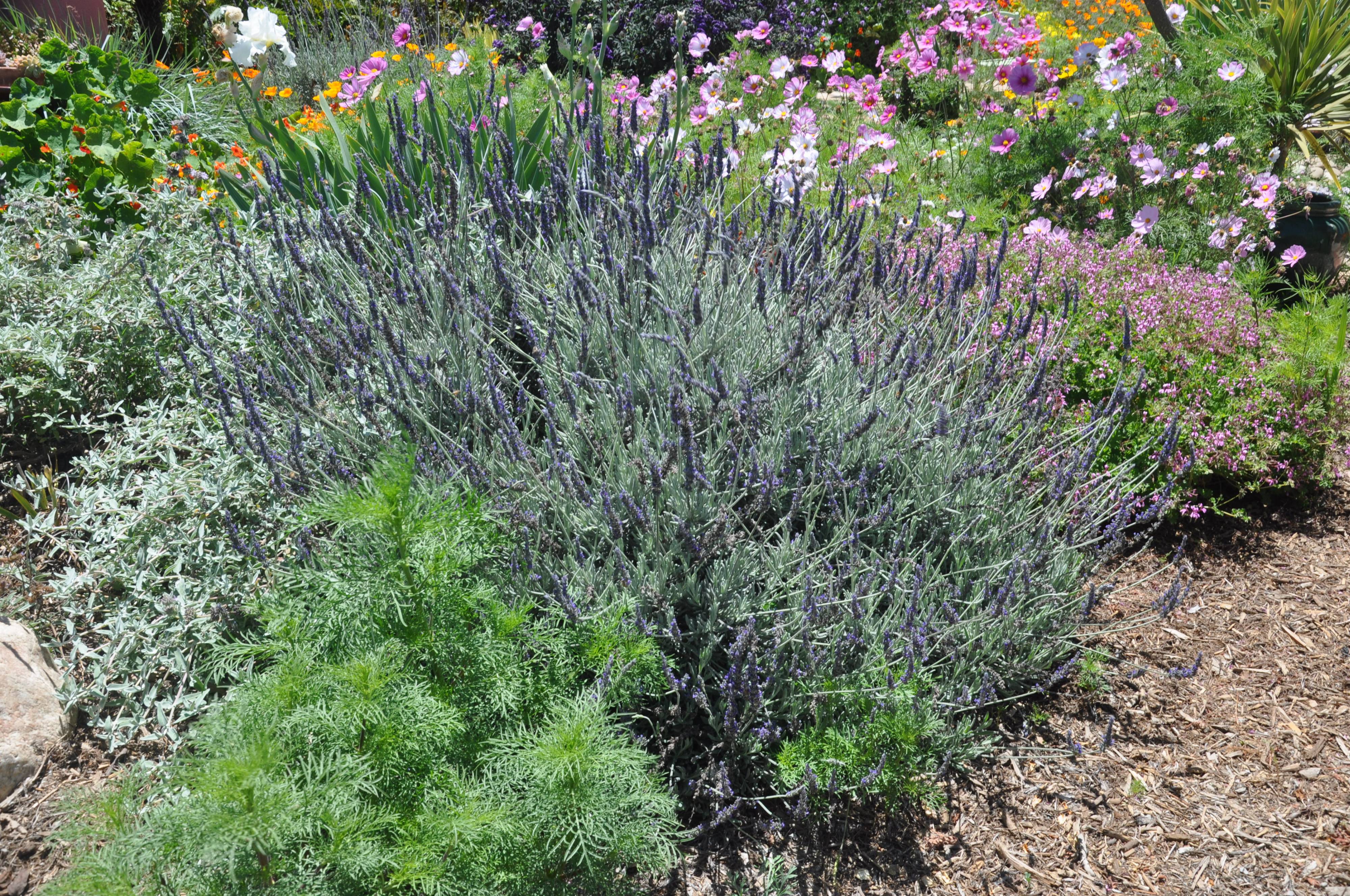 Lavandula 'Goodwin Creek Grey'