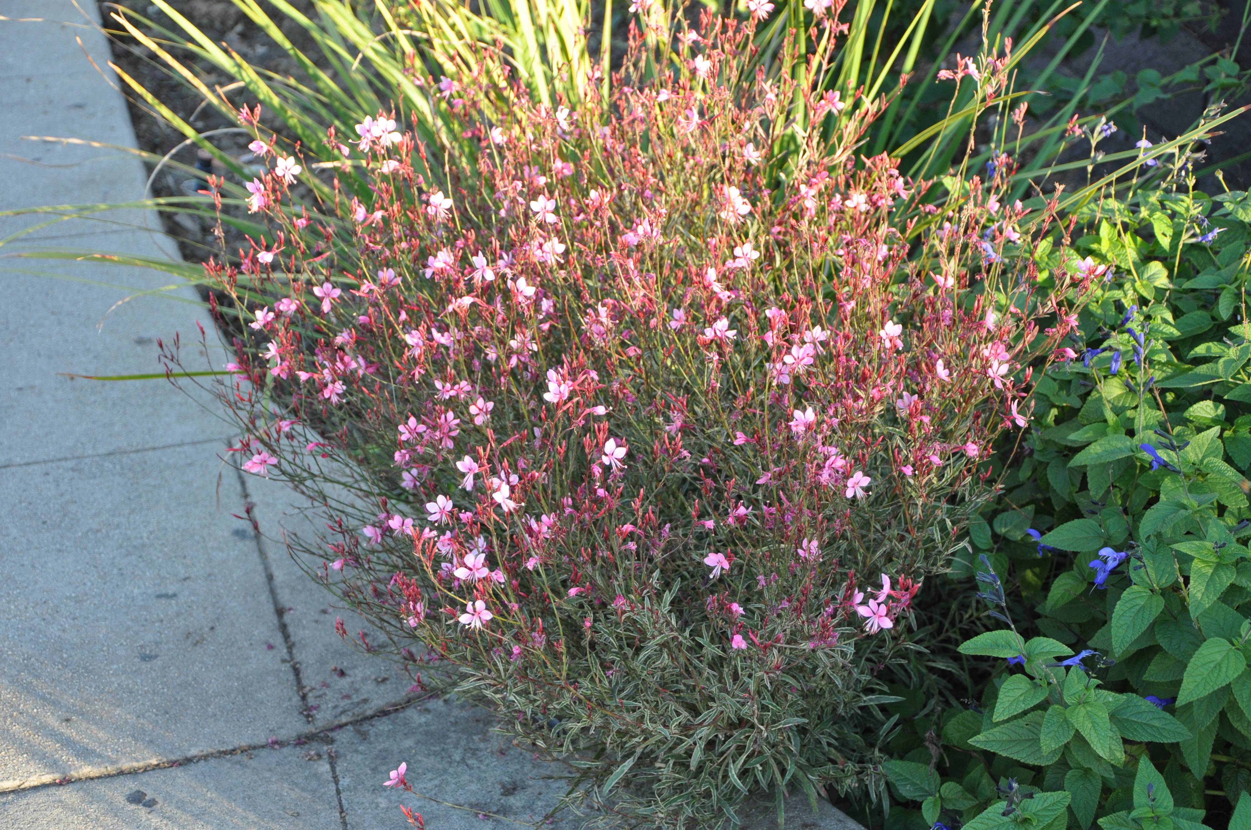 Gaura lindheimeri 'Siskiyou Pink'