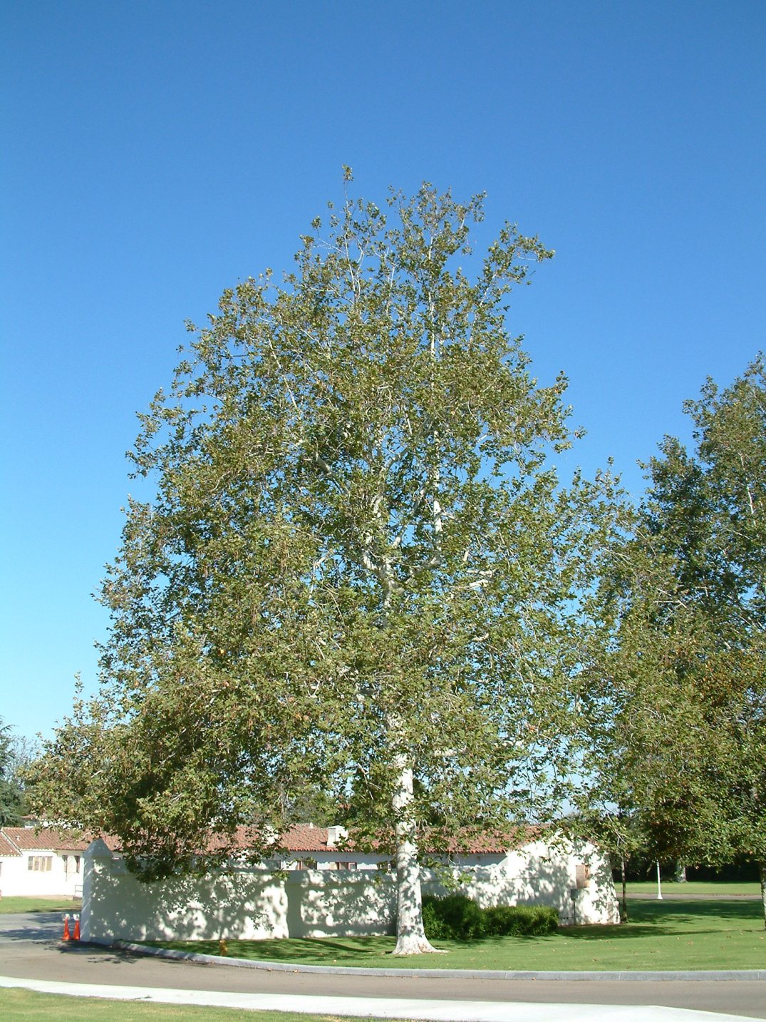 Platanus racemosa