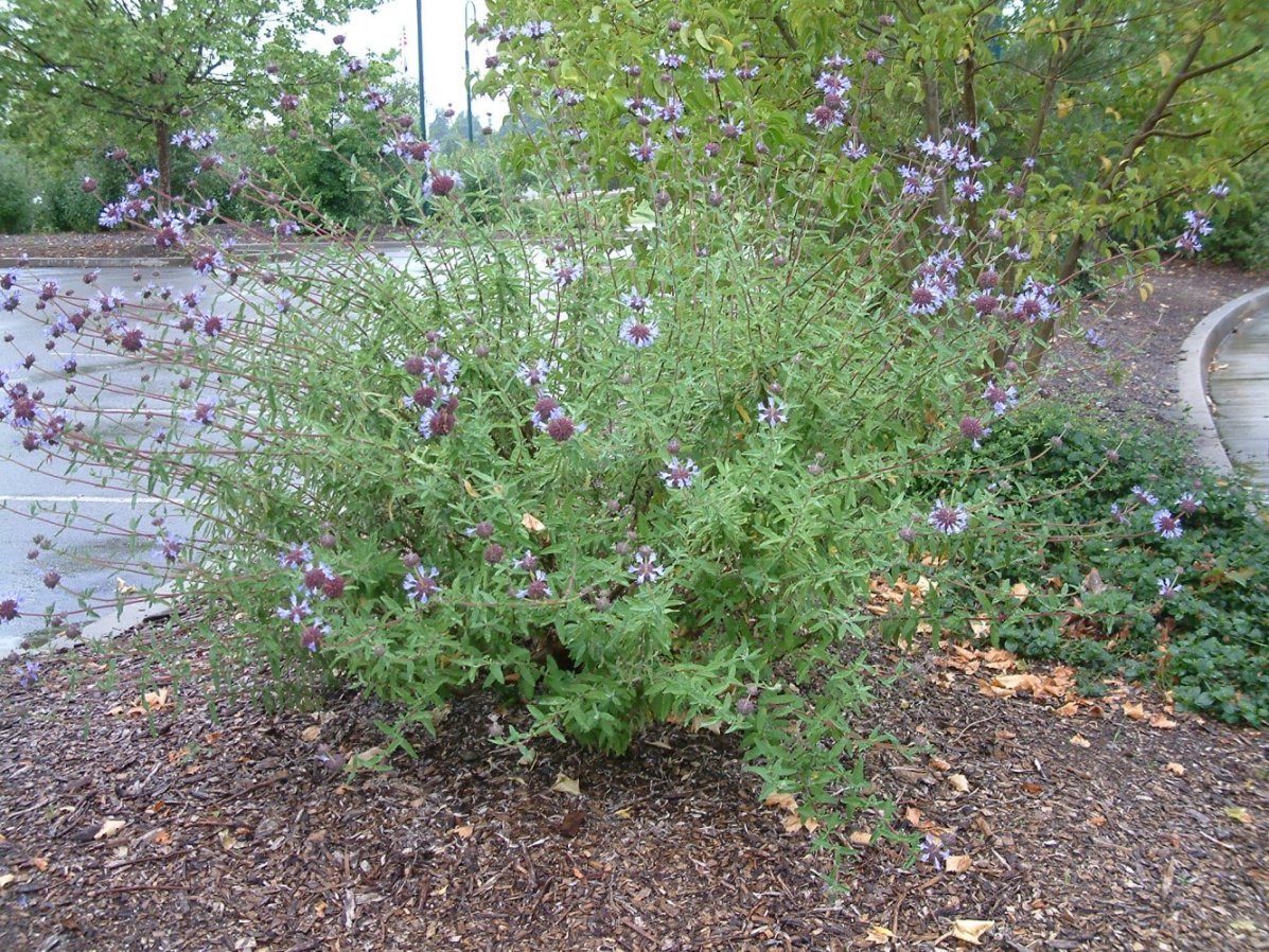 Salvia cle. 'Allen Chickering'