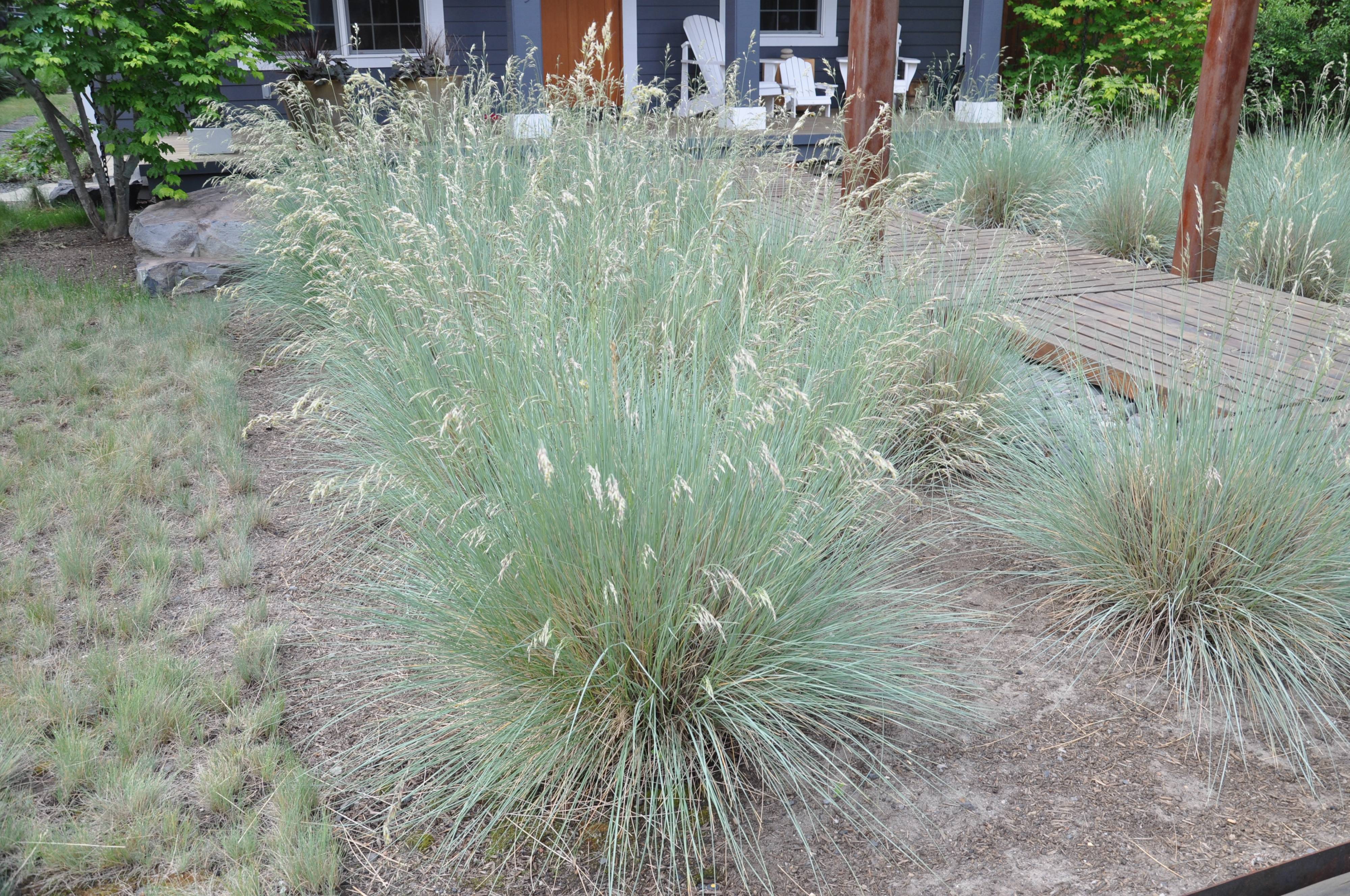 Helictotrichon sempervirens