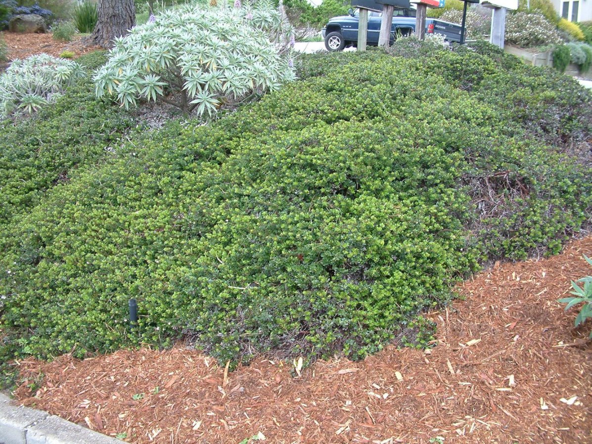 Arctostaphylos 'Emerald Carpet'