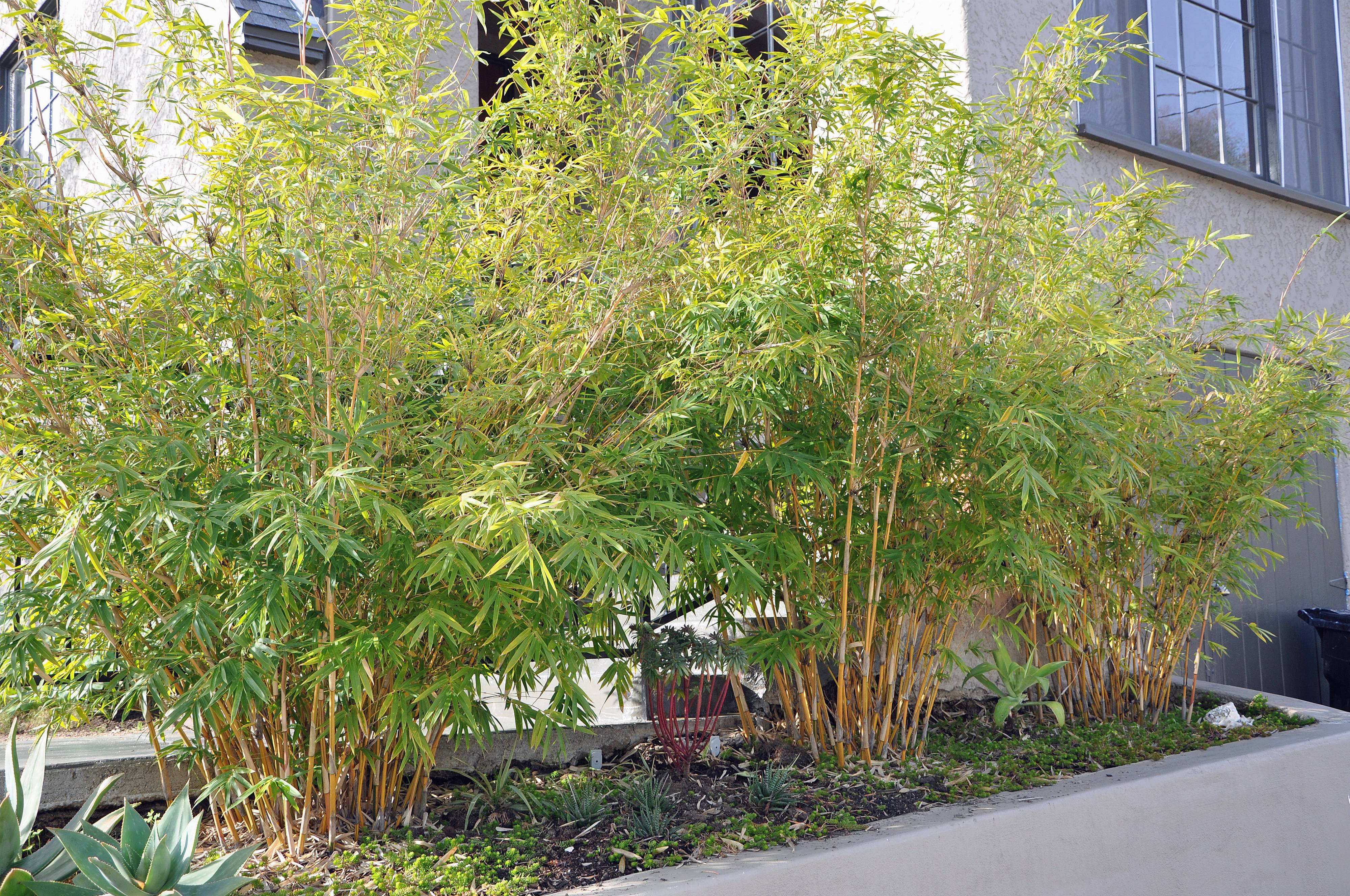 Bambusa multiplex 'Alphonse Karr'