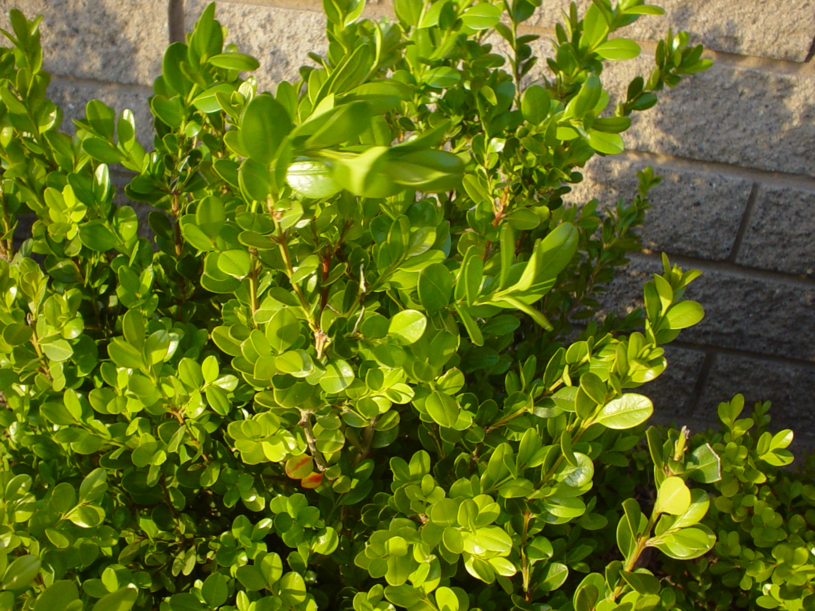 Buxus microphylla japonica
